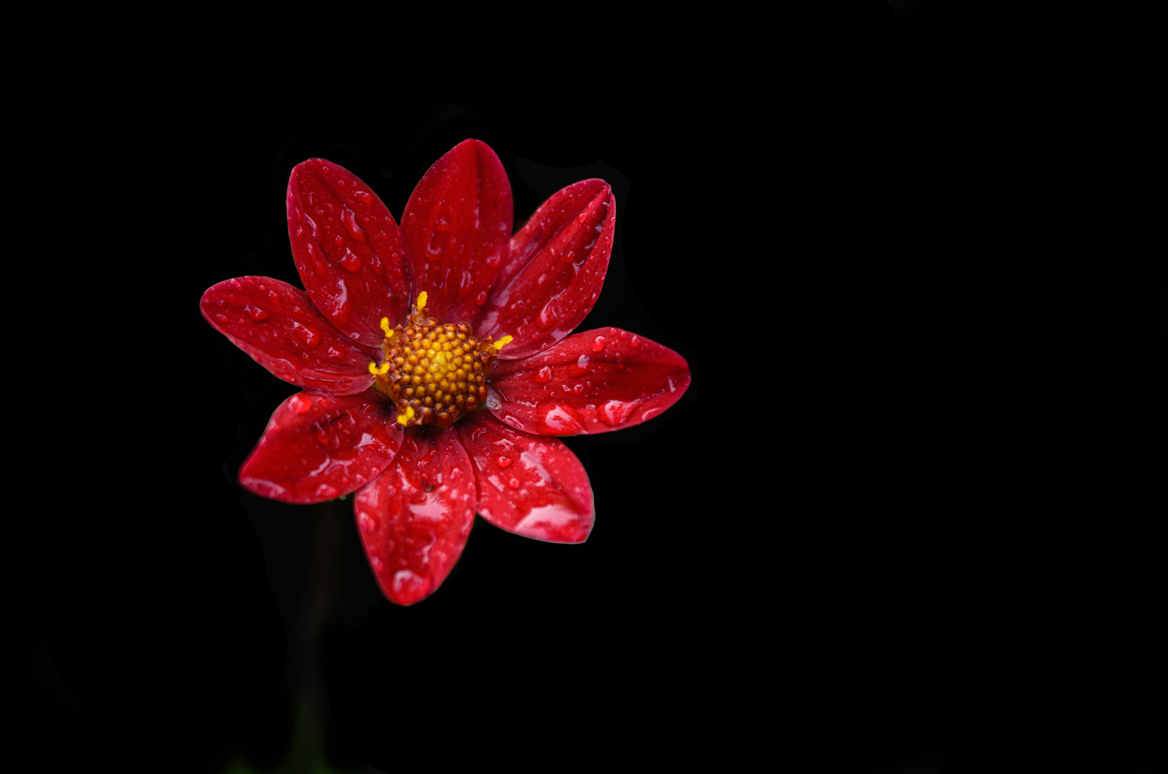 Red blossom in sharp relief against velvet black