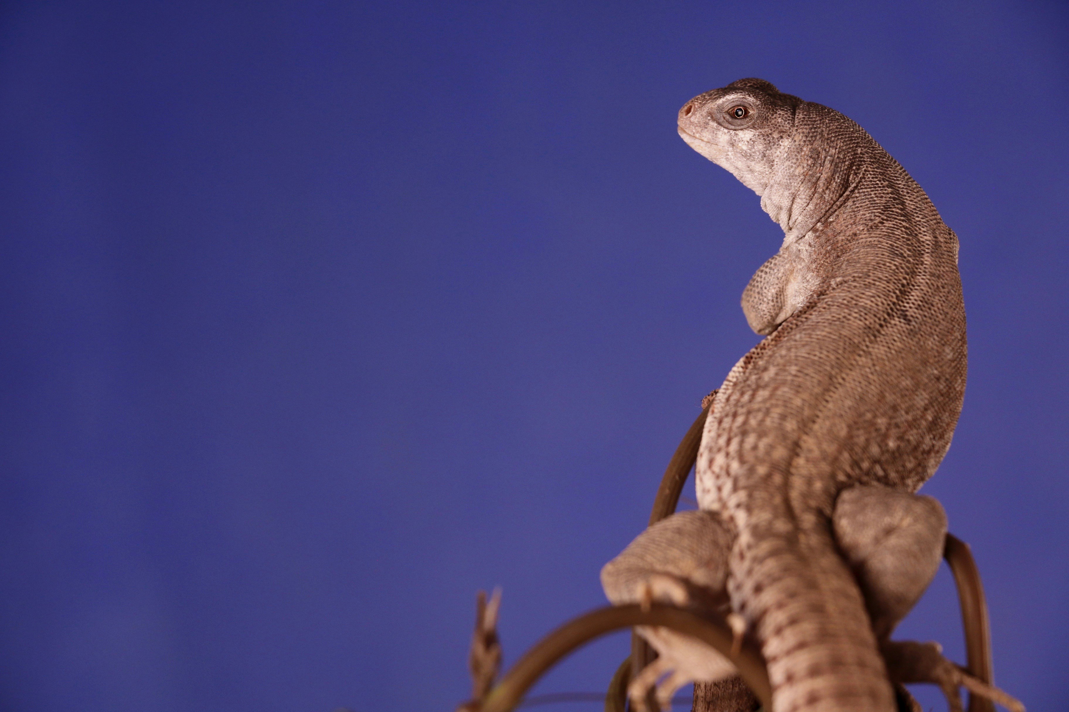 closeup photo of gray lizard photo – Free Lizard Image on Unsplash