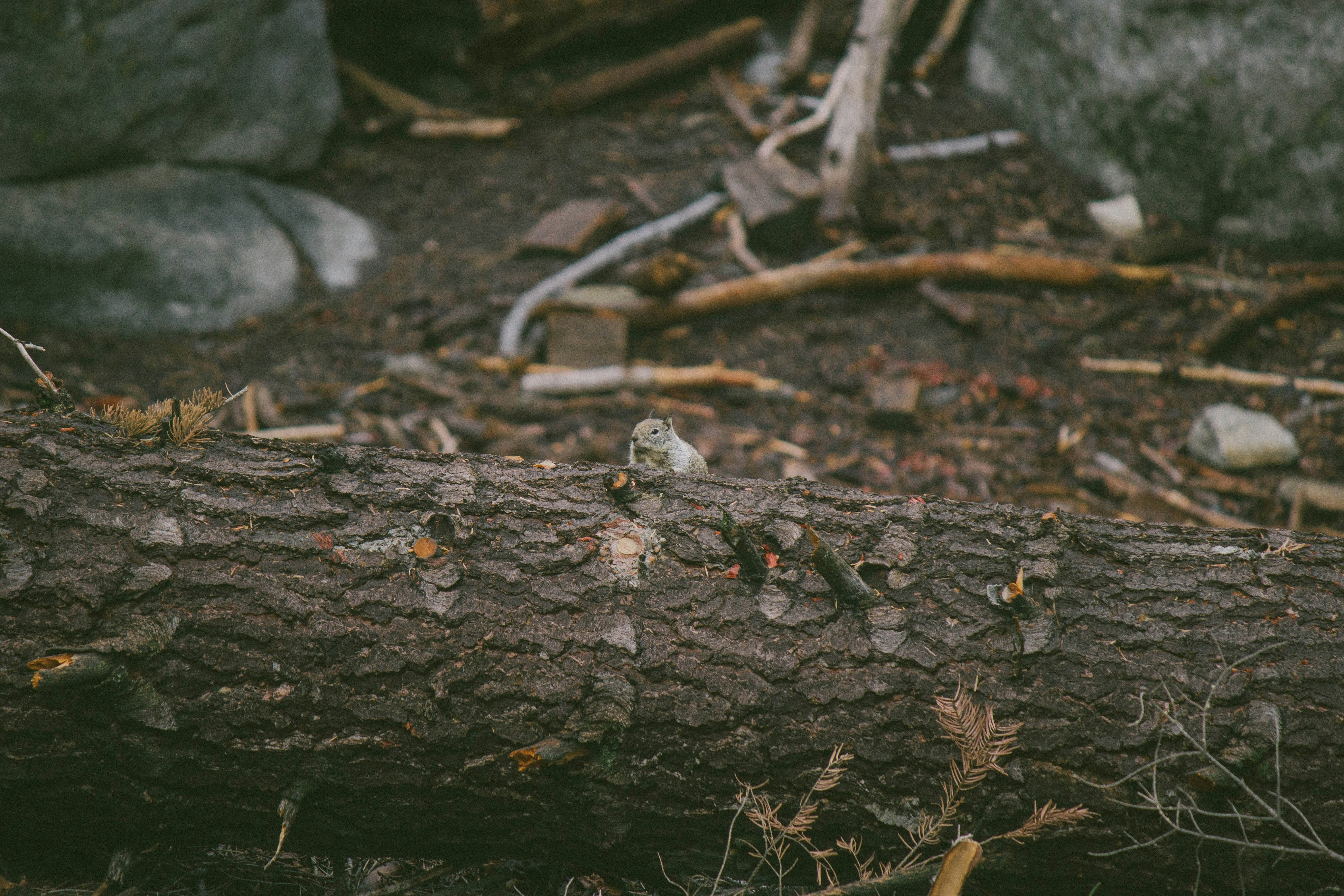White Songbird on a Weathered Log in a Quiet Forest Floor