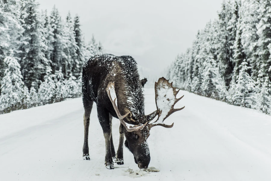 A moose stands on a snow-covered road between tall frosted evergreens, head lowered to the snow. Another moose is faintly visible in the distance.