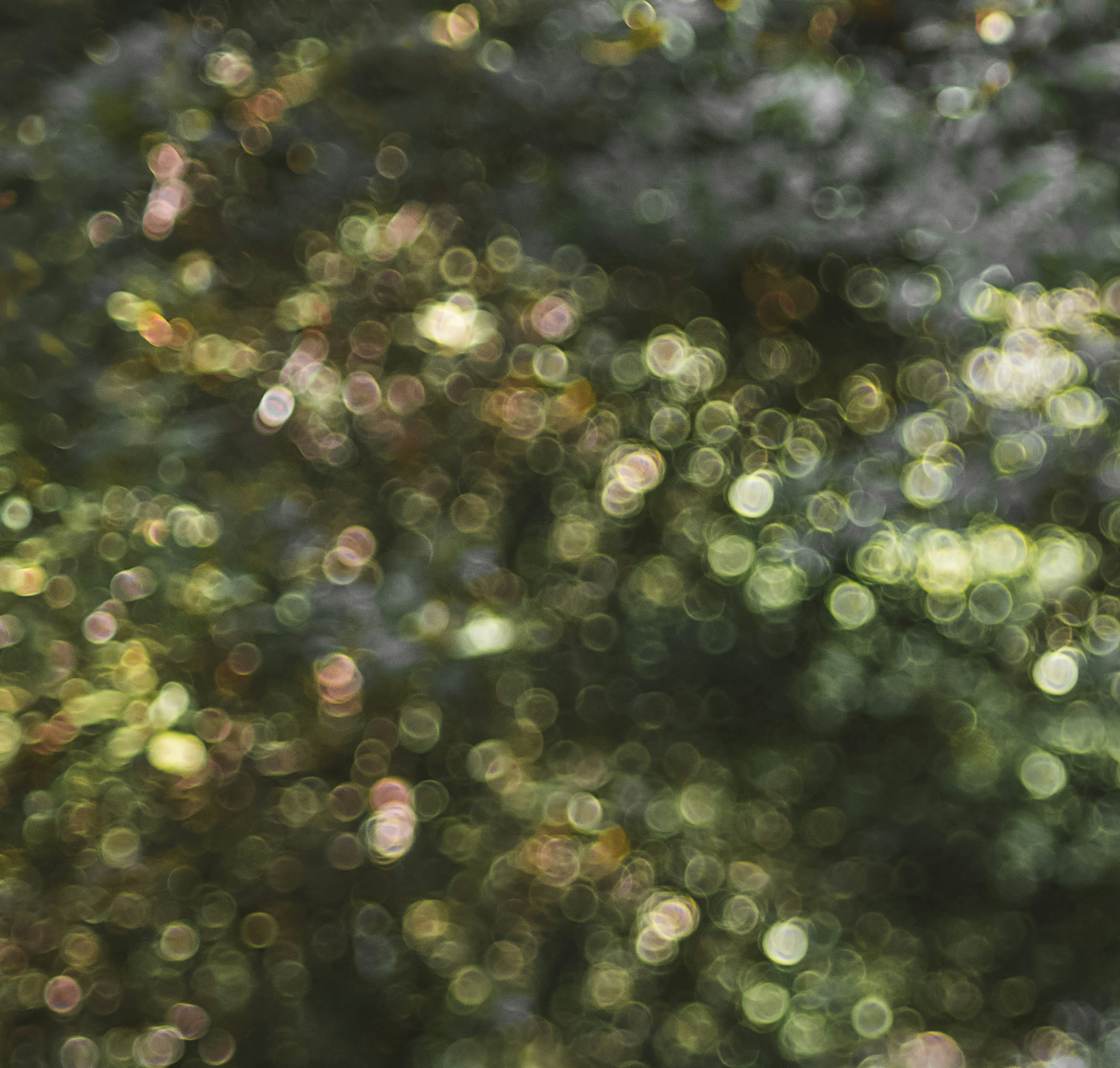 Abstract bokeh of sunlight filtering through lush green foliage.