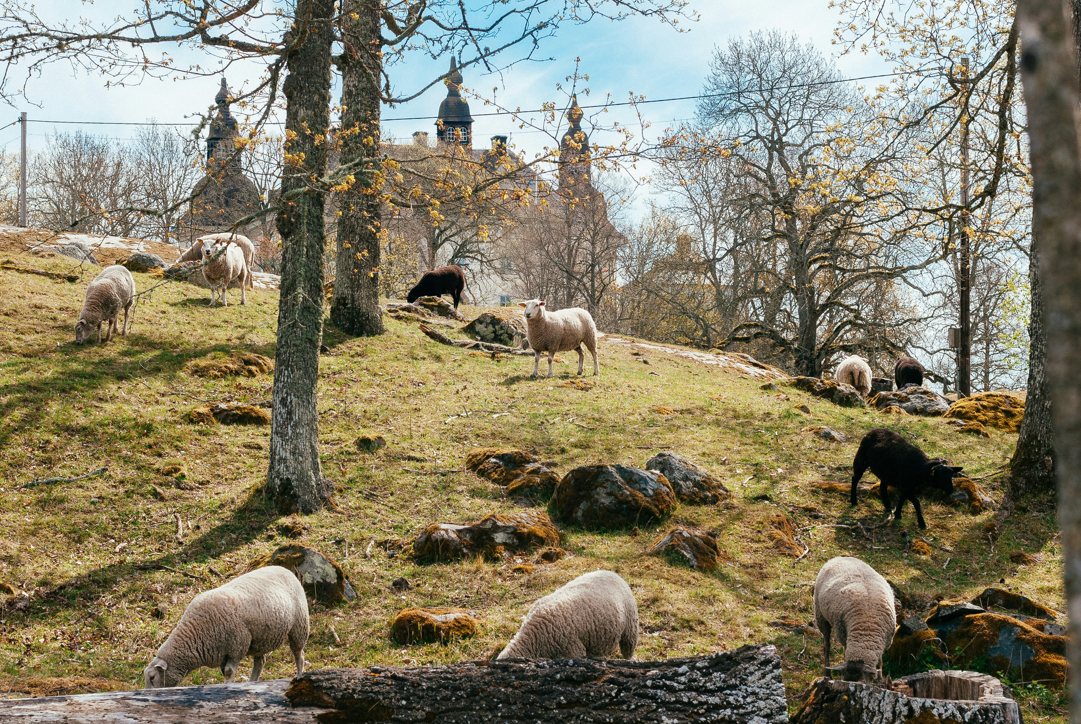 Herd on a Sunlit Knoll: Sheep Pass a Distant Domed Skyline