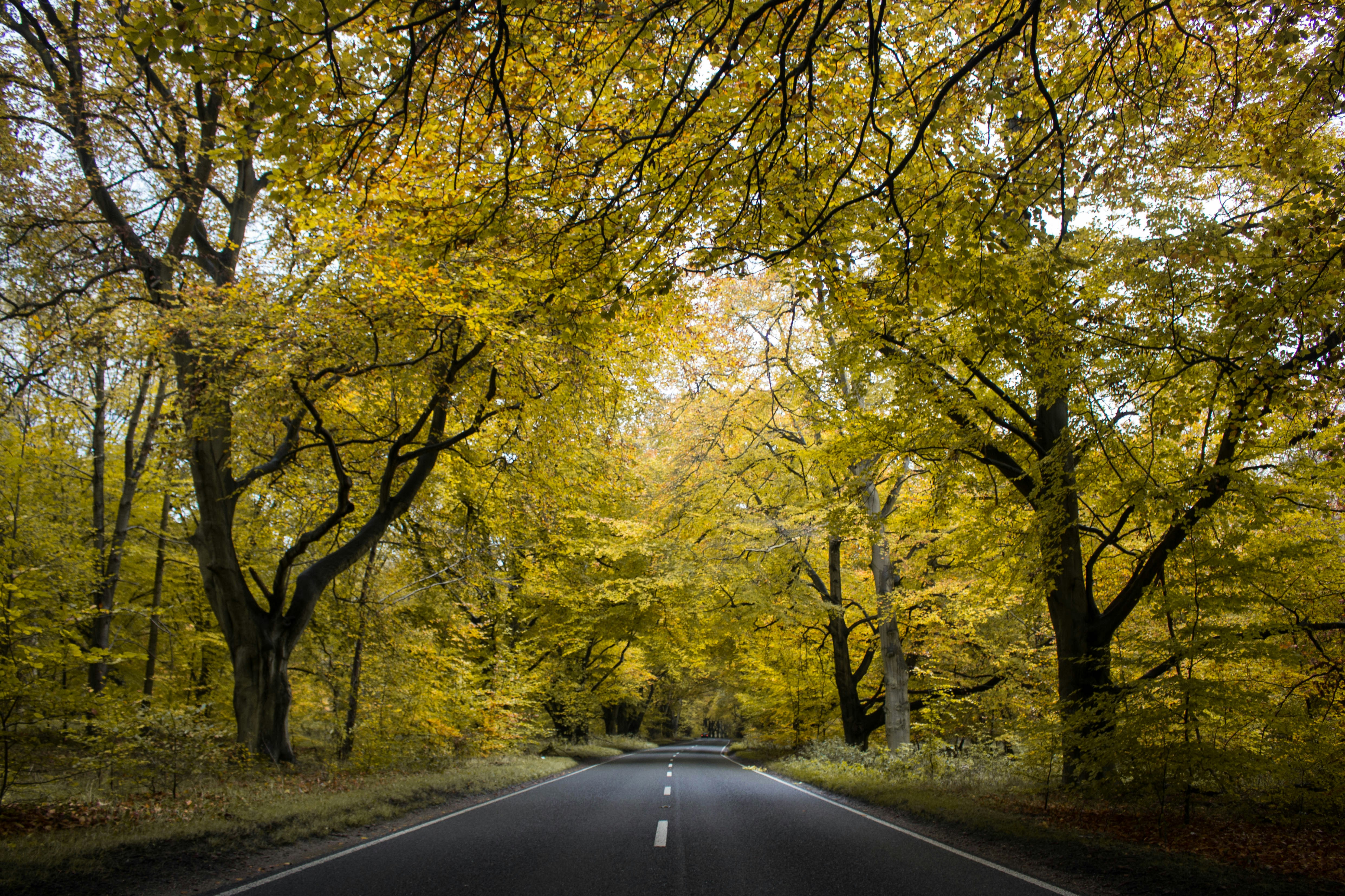 Tree-lined road under an arch of yellow autumn leaves.