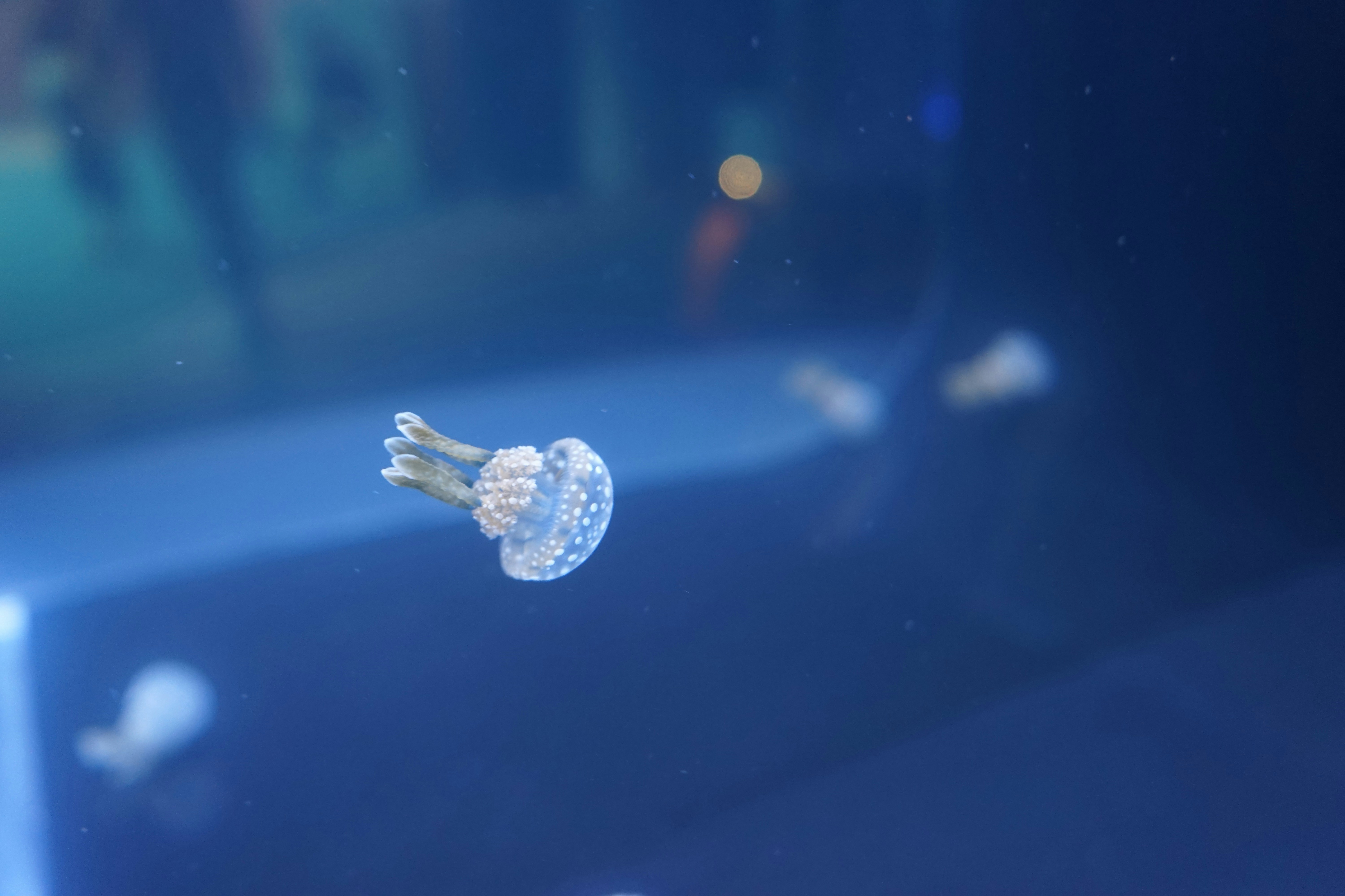 A translucent jellyfish gracefully moves through the water, surrounded by a tranquil blue backdrop, highlighting its delicate features.