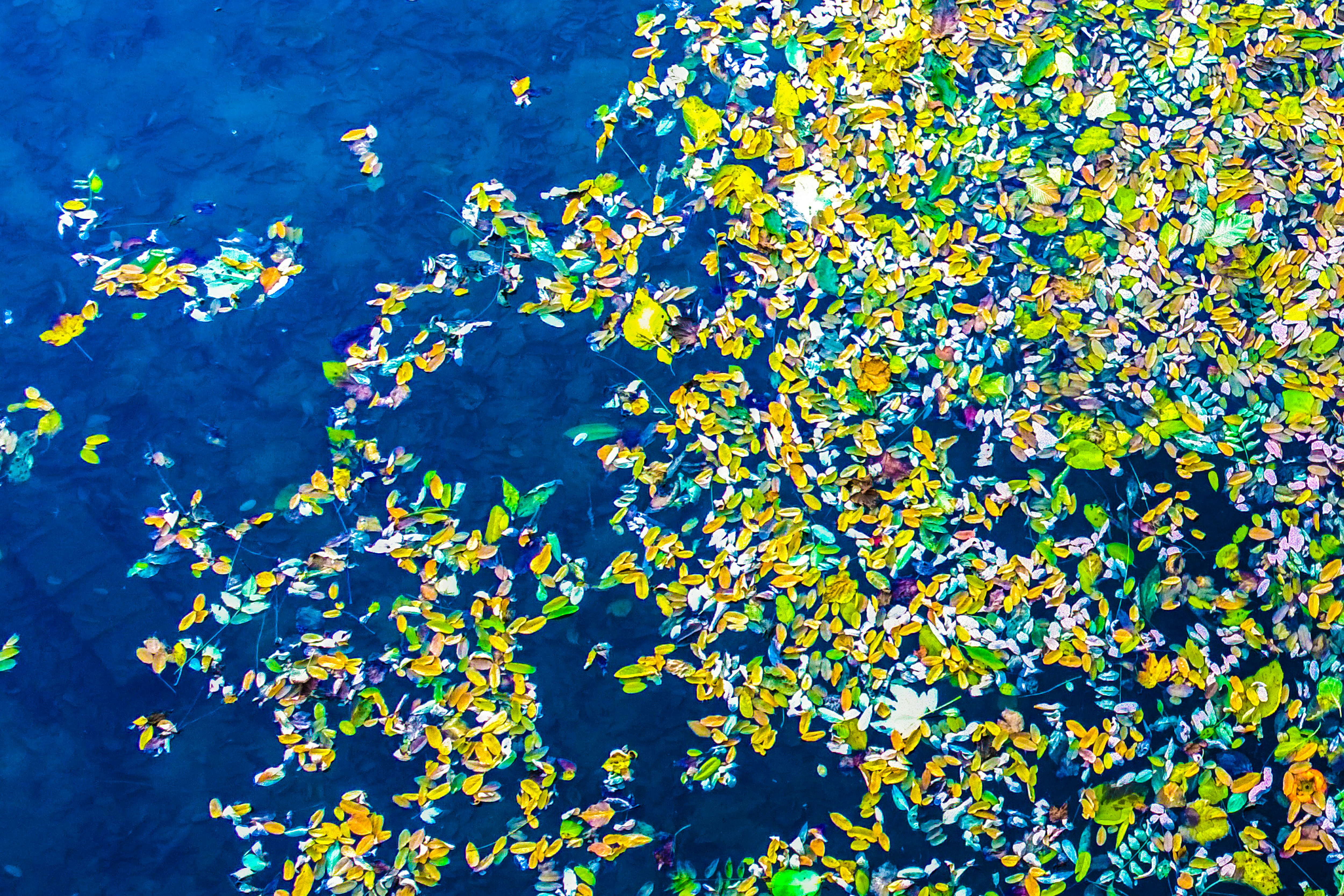 Autumn leaves in yellow, orange, and green drift across a deep blue water surface, forming a vivid mosaic. The image captures a tranquil, abstract play of color and texture on the liquid surface.