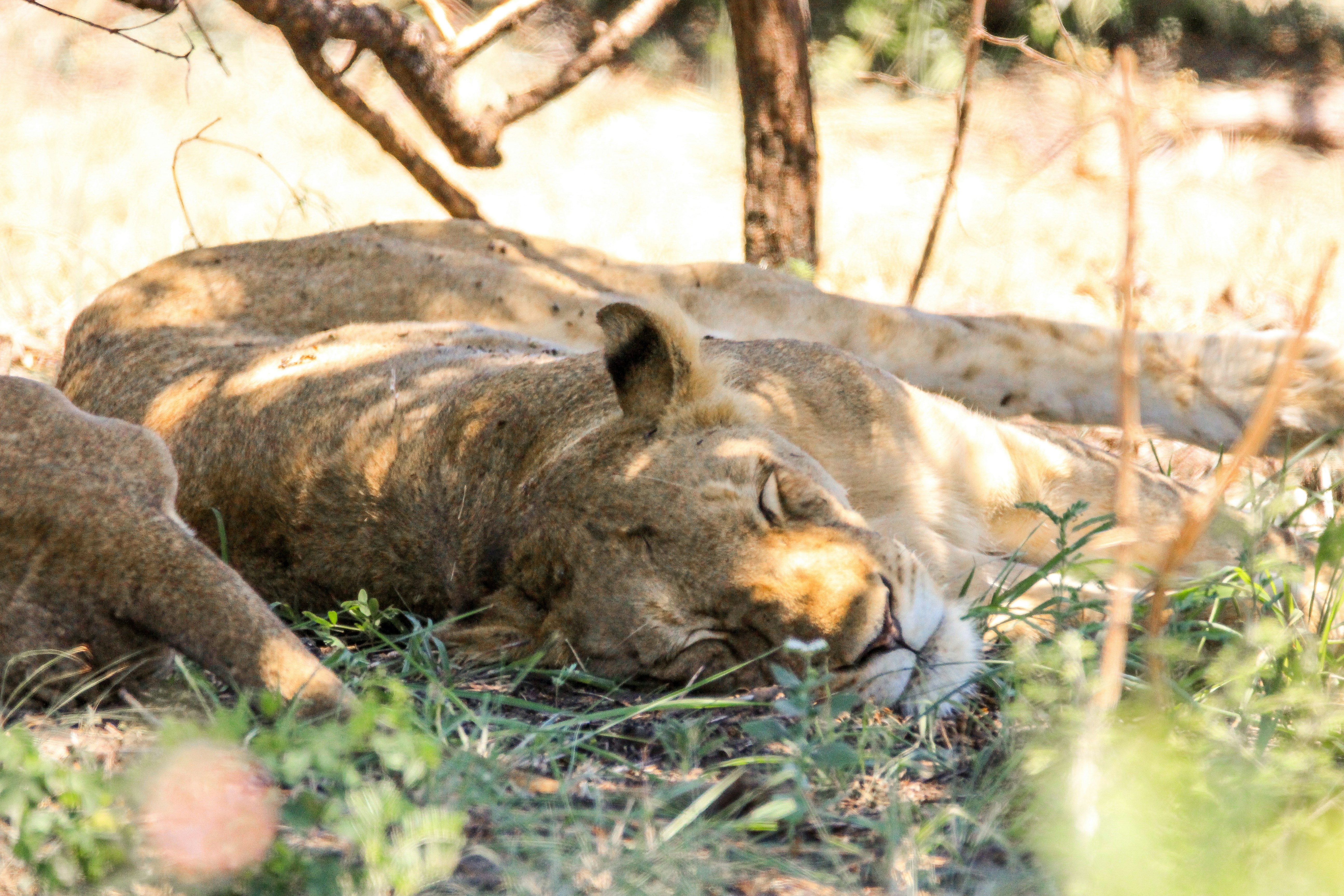 A lioness peacefully resting in a sun-dappled clearing, surrounded by grass and gentle shadows. Her serene expression captures a moment of tranquility in the wild.
