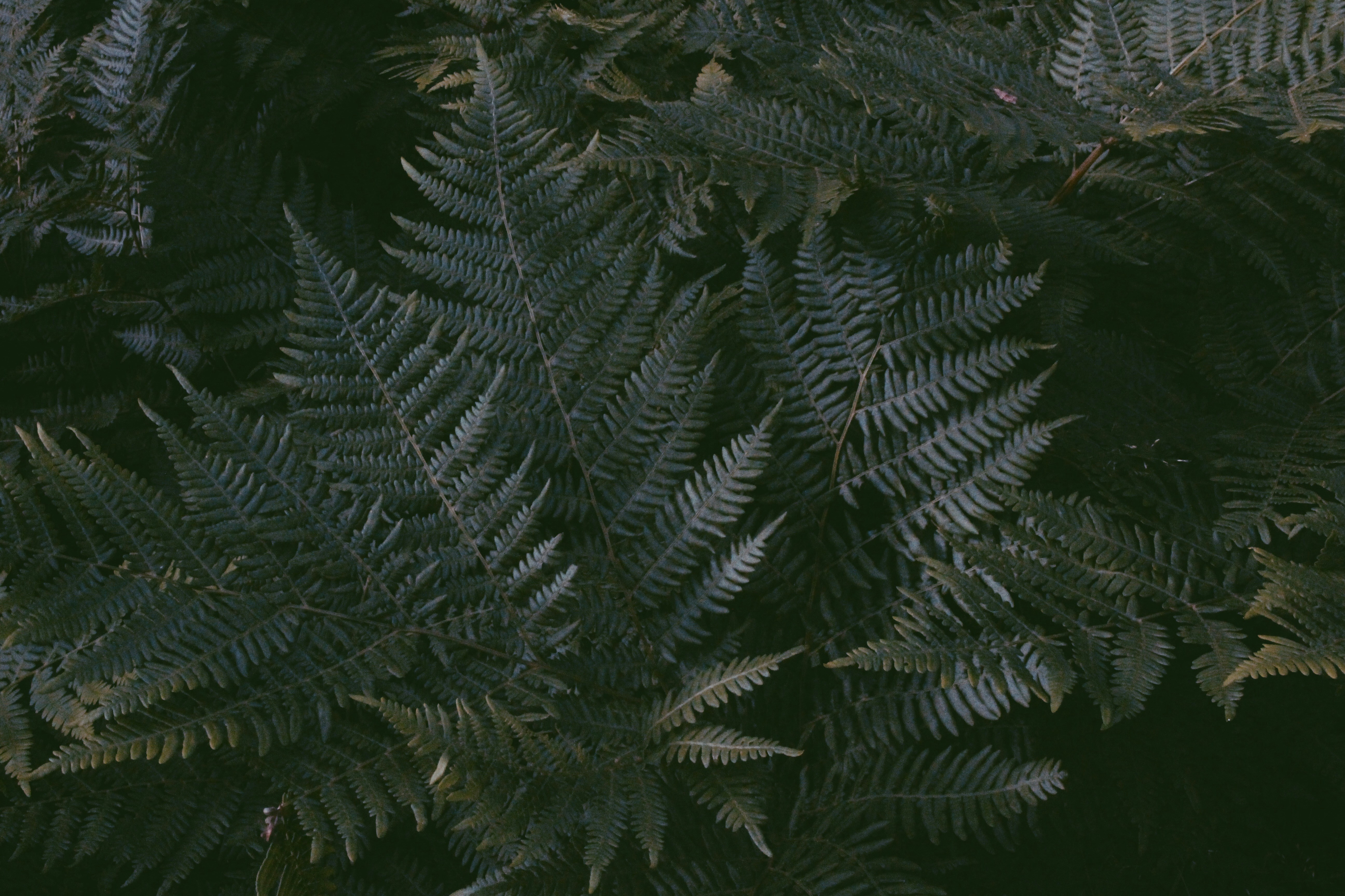 High-angle photo of green fern leaves photo – Free Fern Image on Unsplash