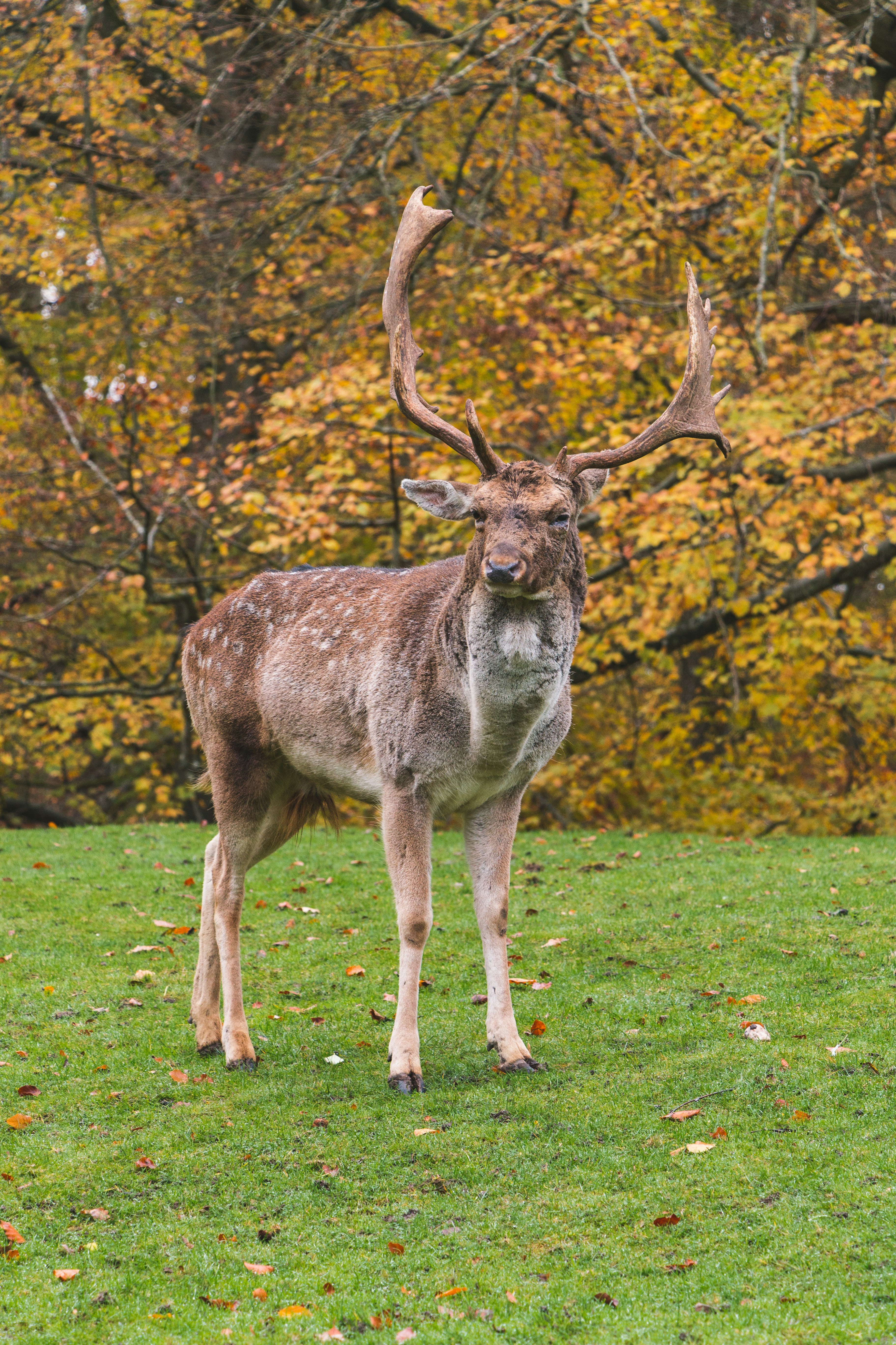 Autumn Sentinel: A Buck Beneath Ember Canopy