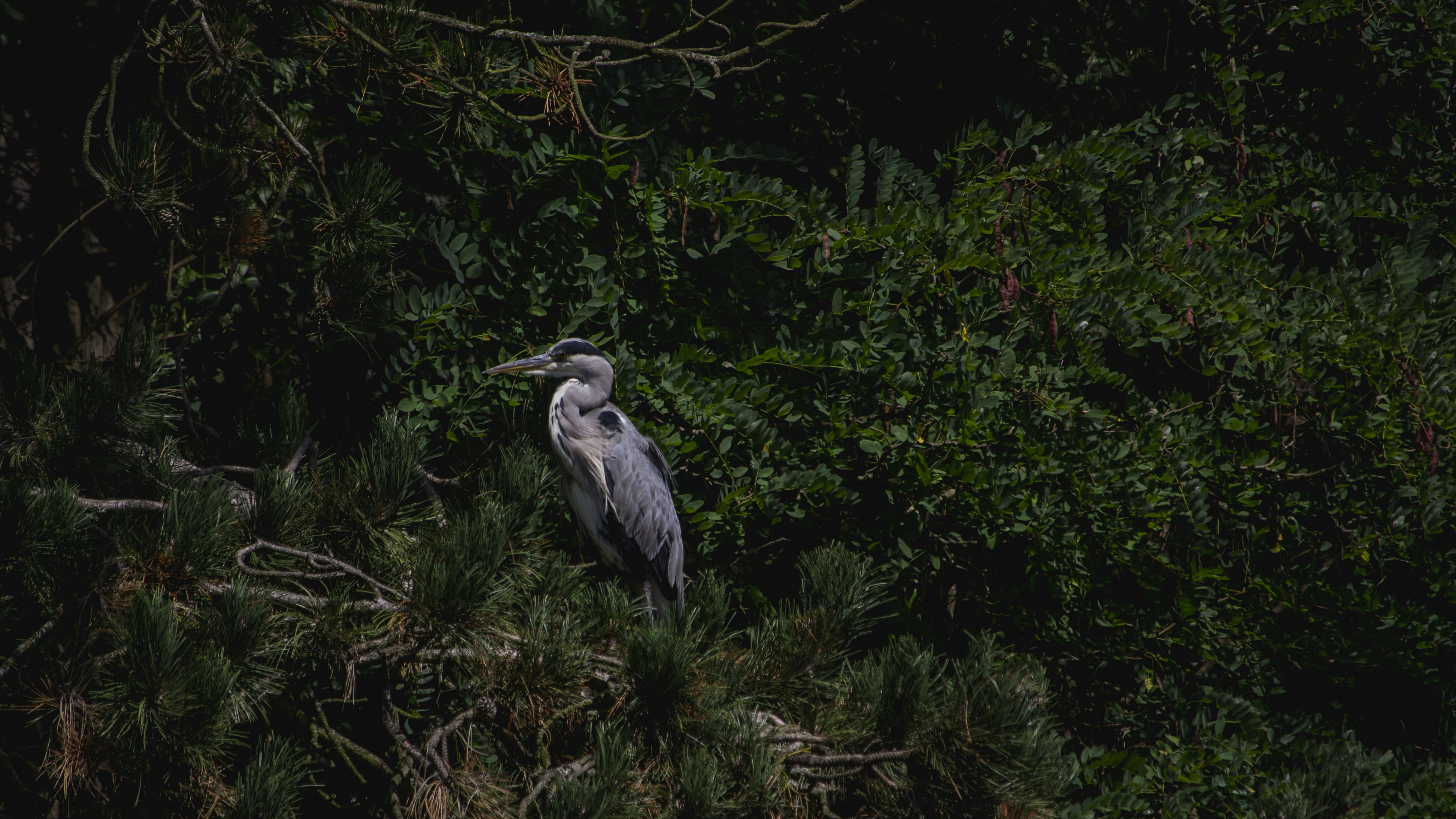 Solitary Heron Among Verdant Foliage