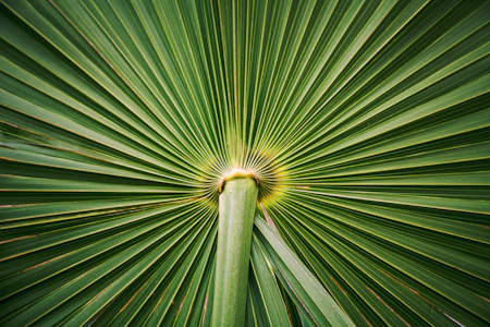 Radial Crown: The Central Palm Frond Vortex