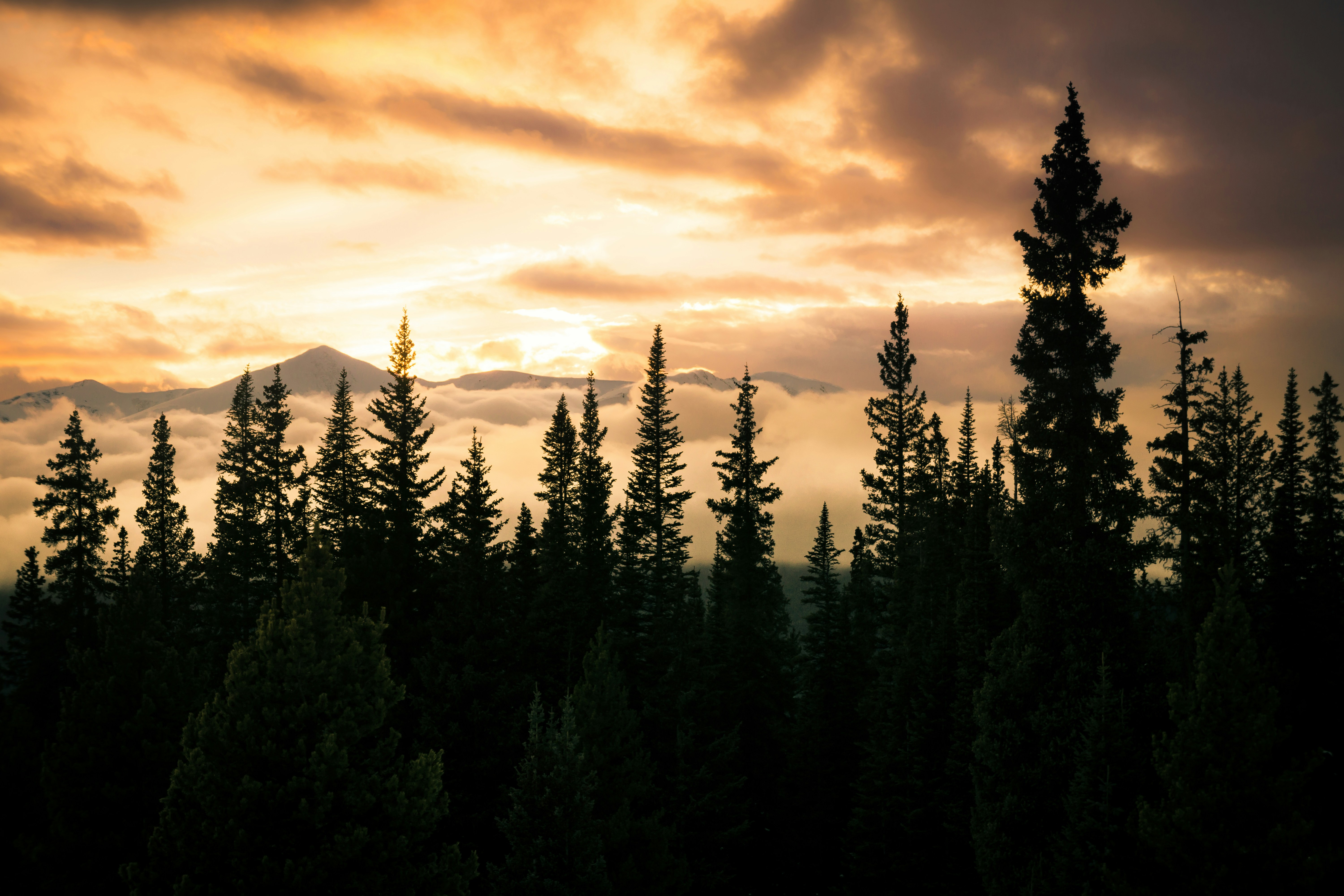 Silhouetted evergreen trees frame a dramatic sunrise, with clouds rolling over distant mountains. The scene captures the tranquil beauty of nature waking up.