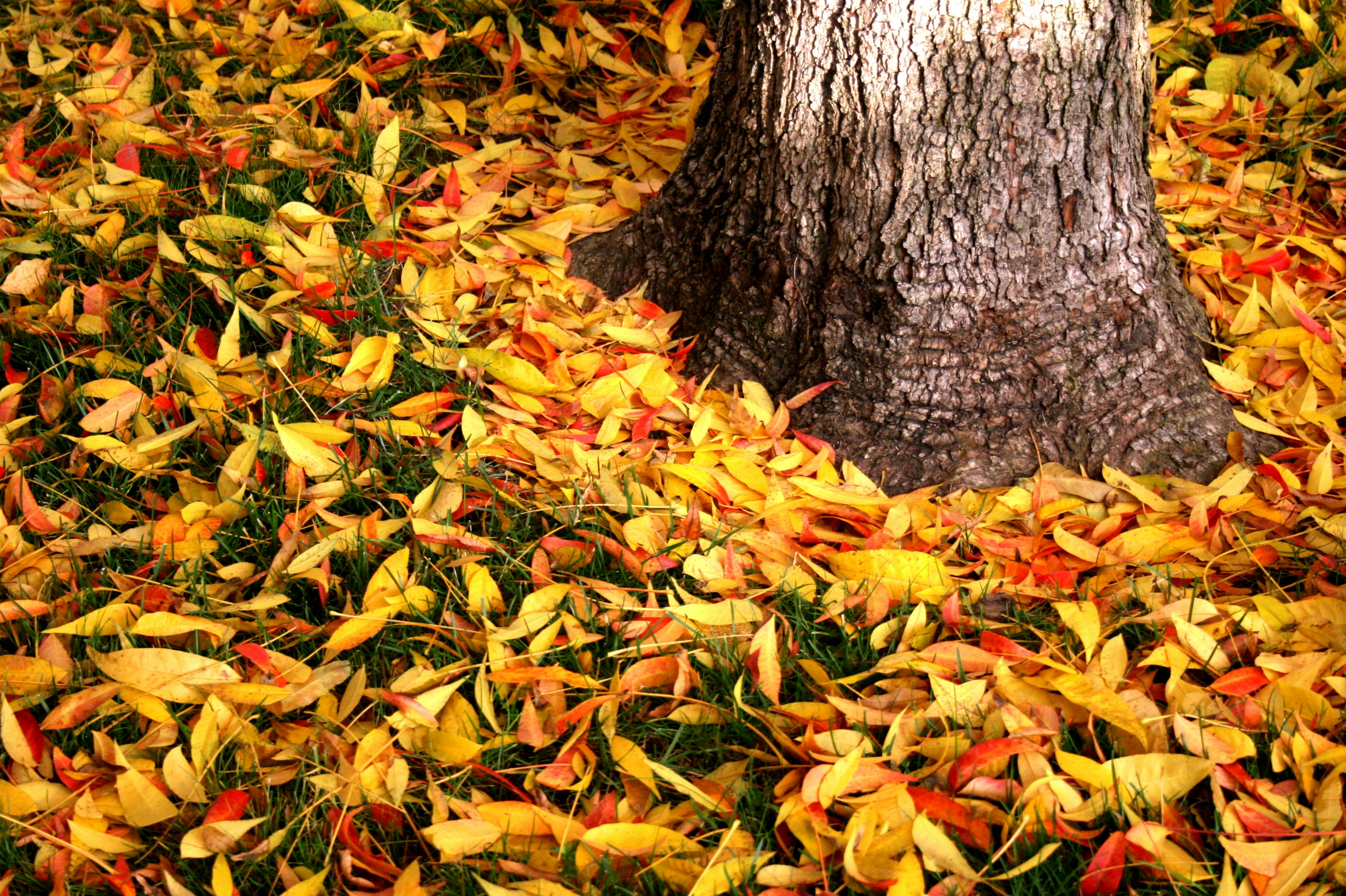 Vibrant autumn leaves in shades of yellow, orange, and red blanket the ground around a sturdy tree trunk.
