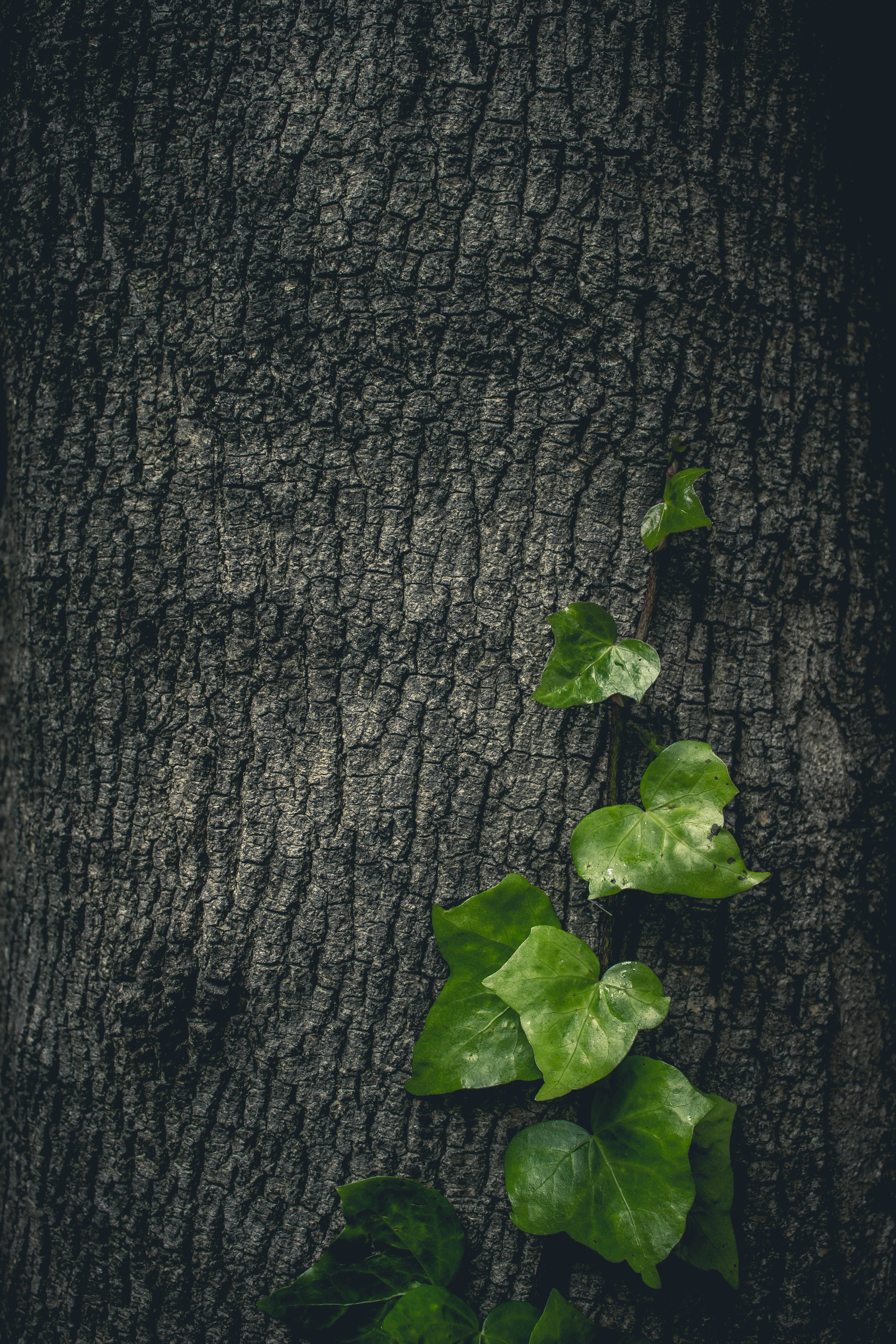 Nature is beautiful. I took this photo at my university (UNAM) in Mexico City | green vines on tree bark