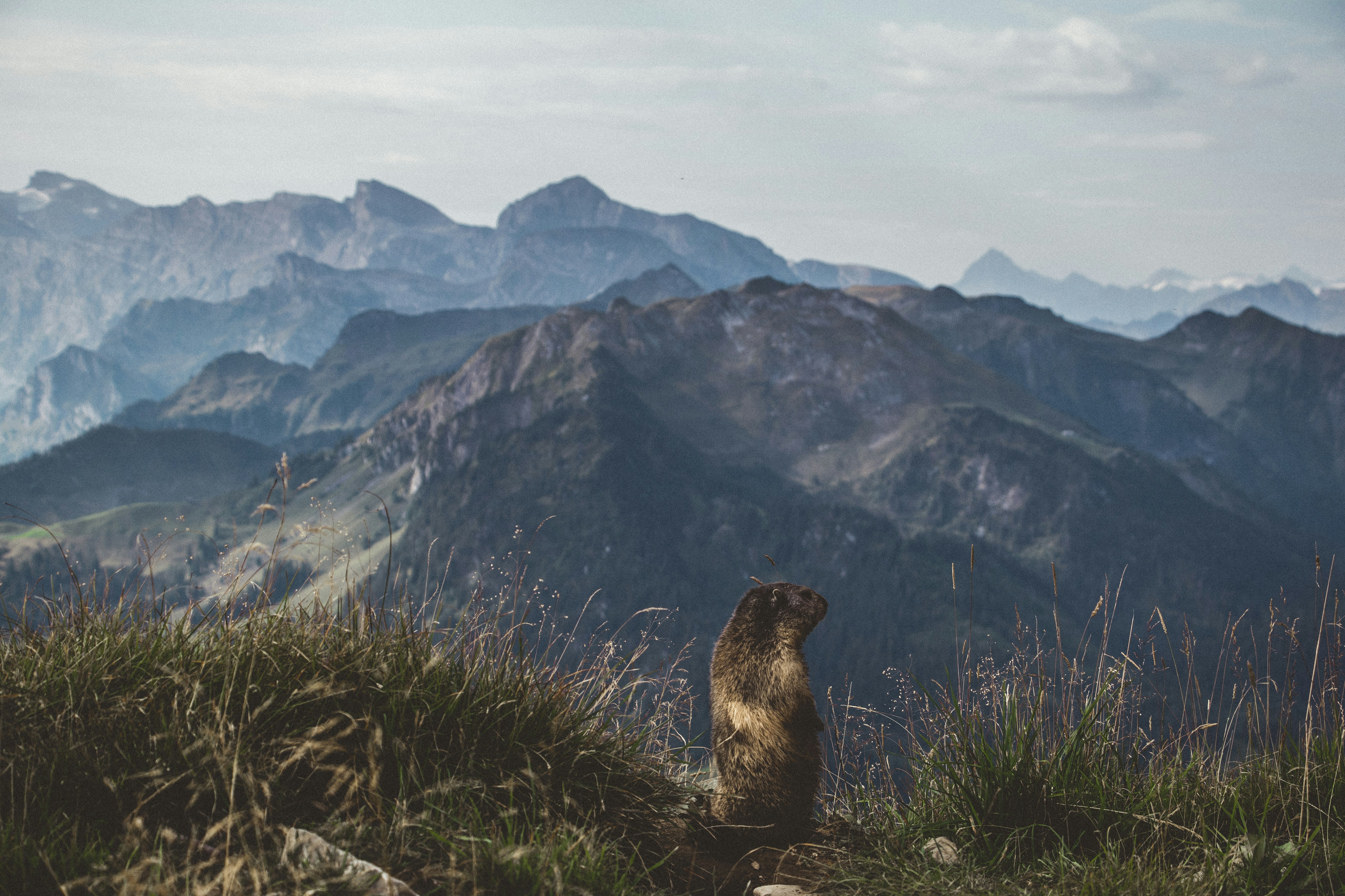Watchful on the Rim: Alpine Marmot Guarding the Summit