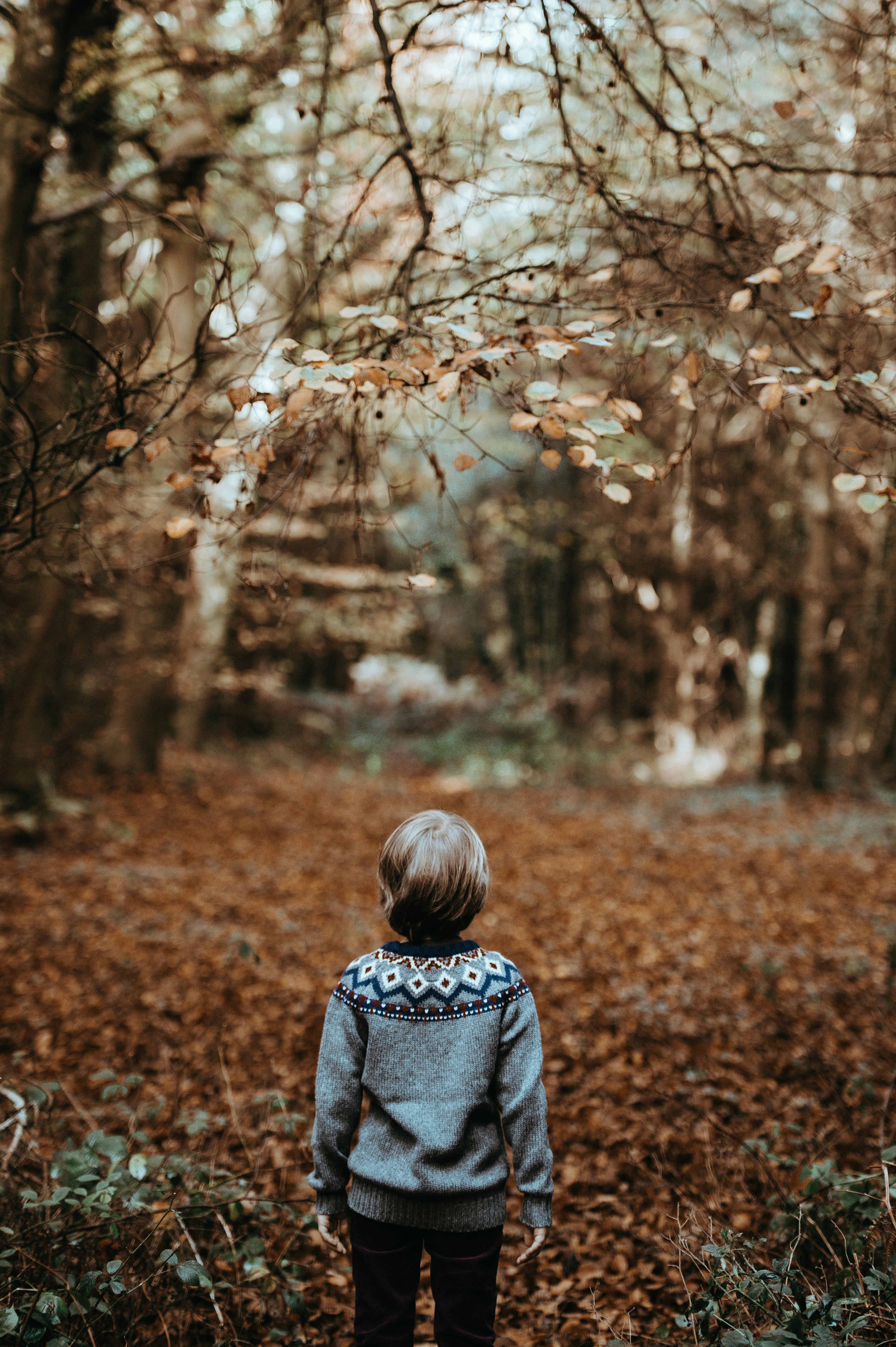 Toddler underneath trees photo – Free Tree Image on Unsplash