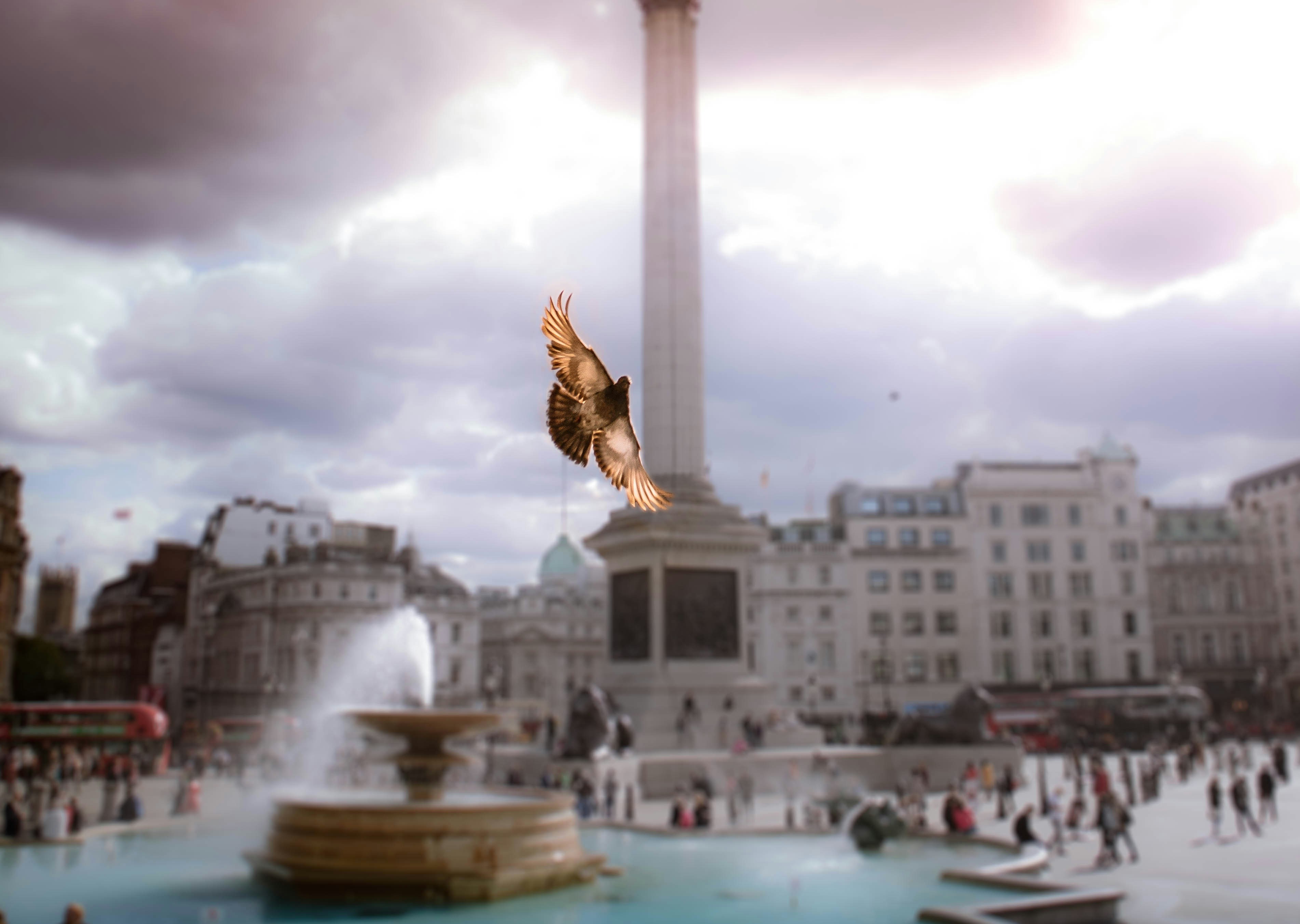 Pigeon mid-flight against the backdrop of Trafalgar Square, with the iconic column and fountains in view.