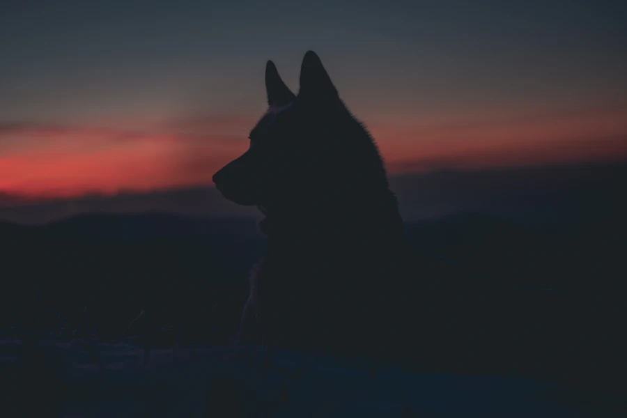 Dark silhouette of a dog in profile against a red-and-blue dusk sky. The foreground is nearly black, emphasizing the ears and muzzle shape.