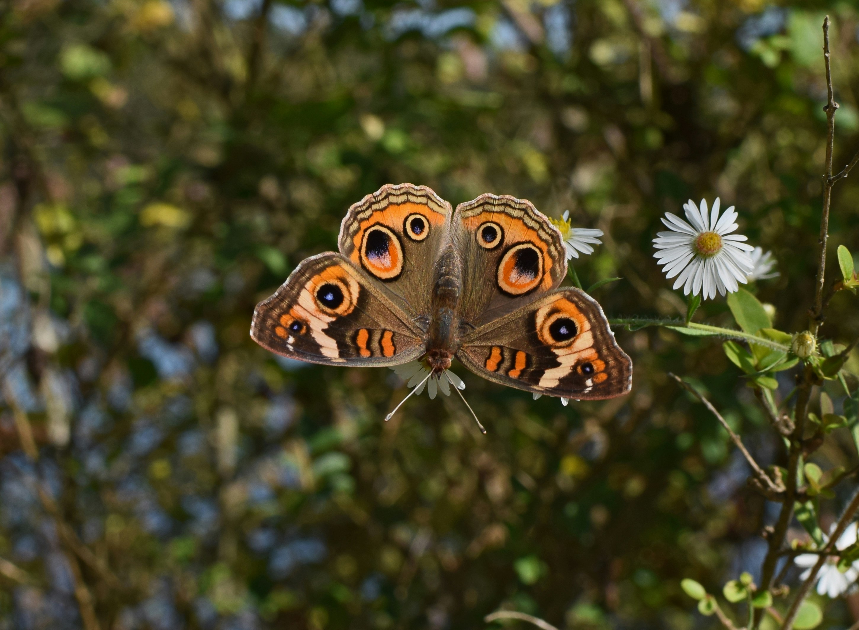 Buckeye butterfly resting on a white aster amidst vibrant greenery.
