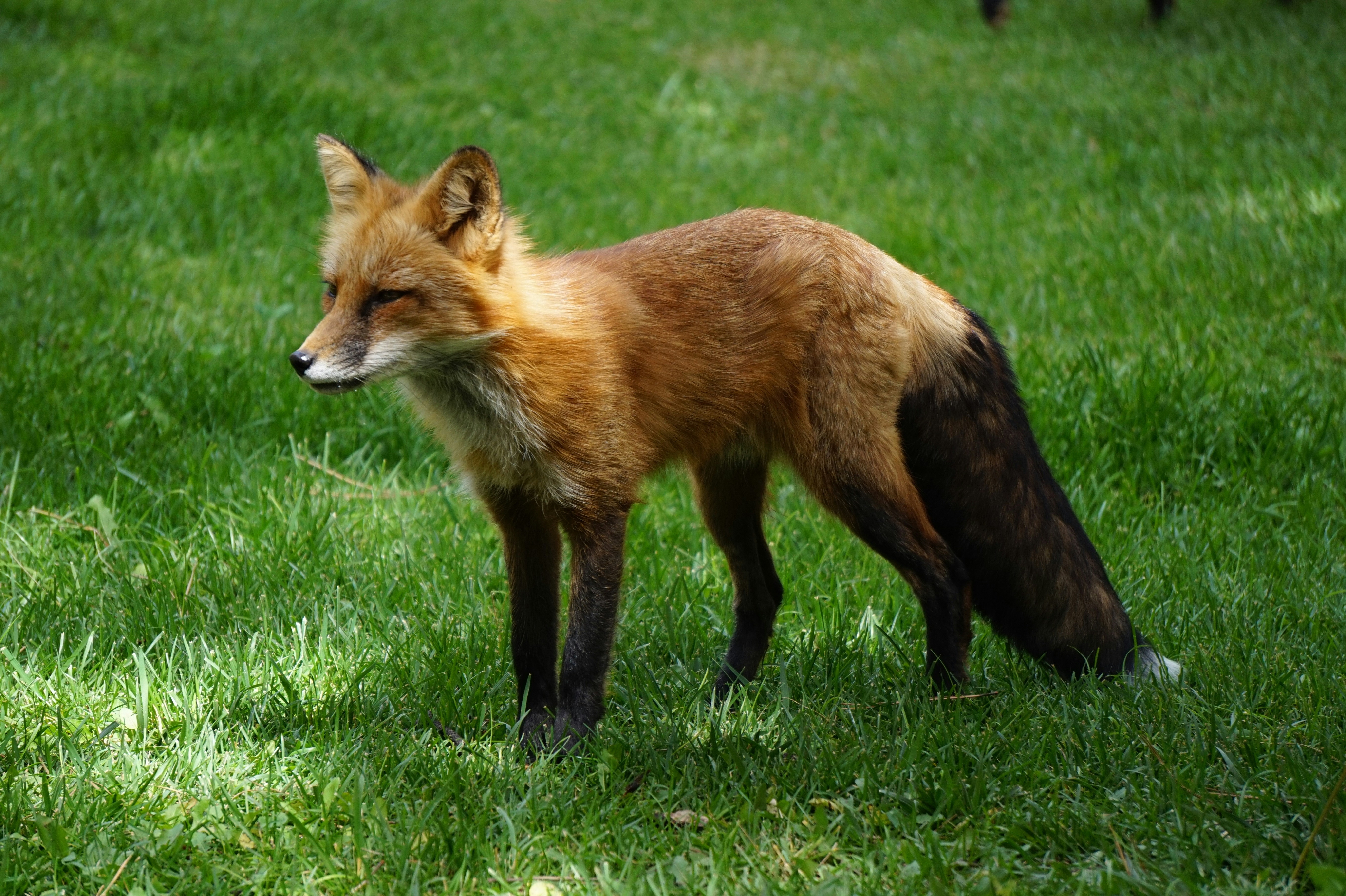 Red and black fox on green grass photo – Free Fox Image on Unsplash