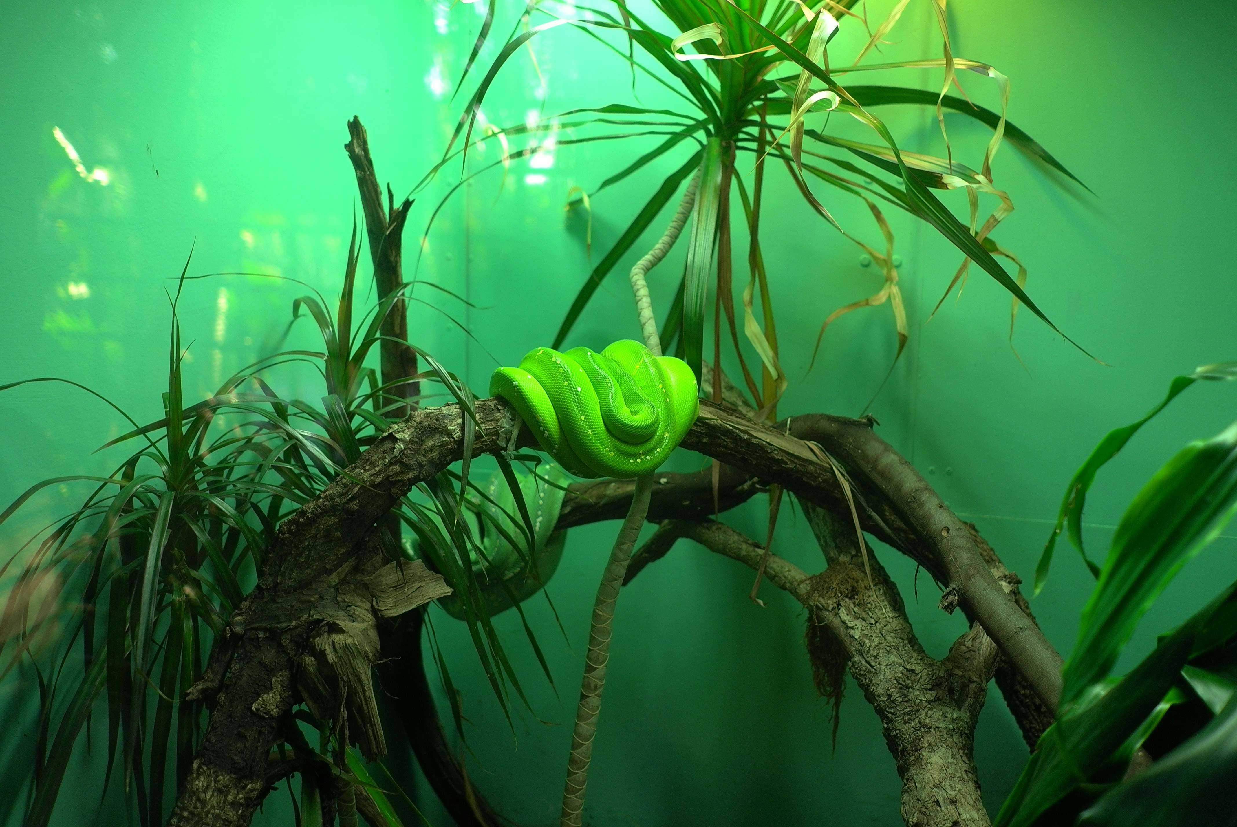 Vibrant green snake coiled on a branch surrounded by lush foliage and soft green lighting.