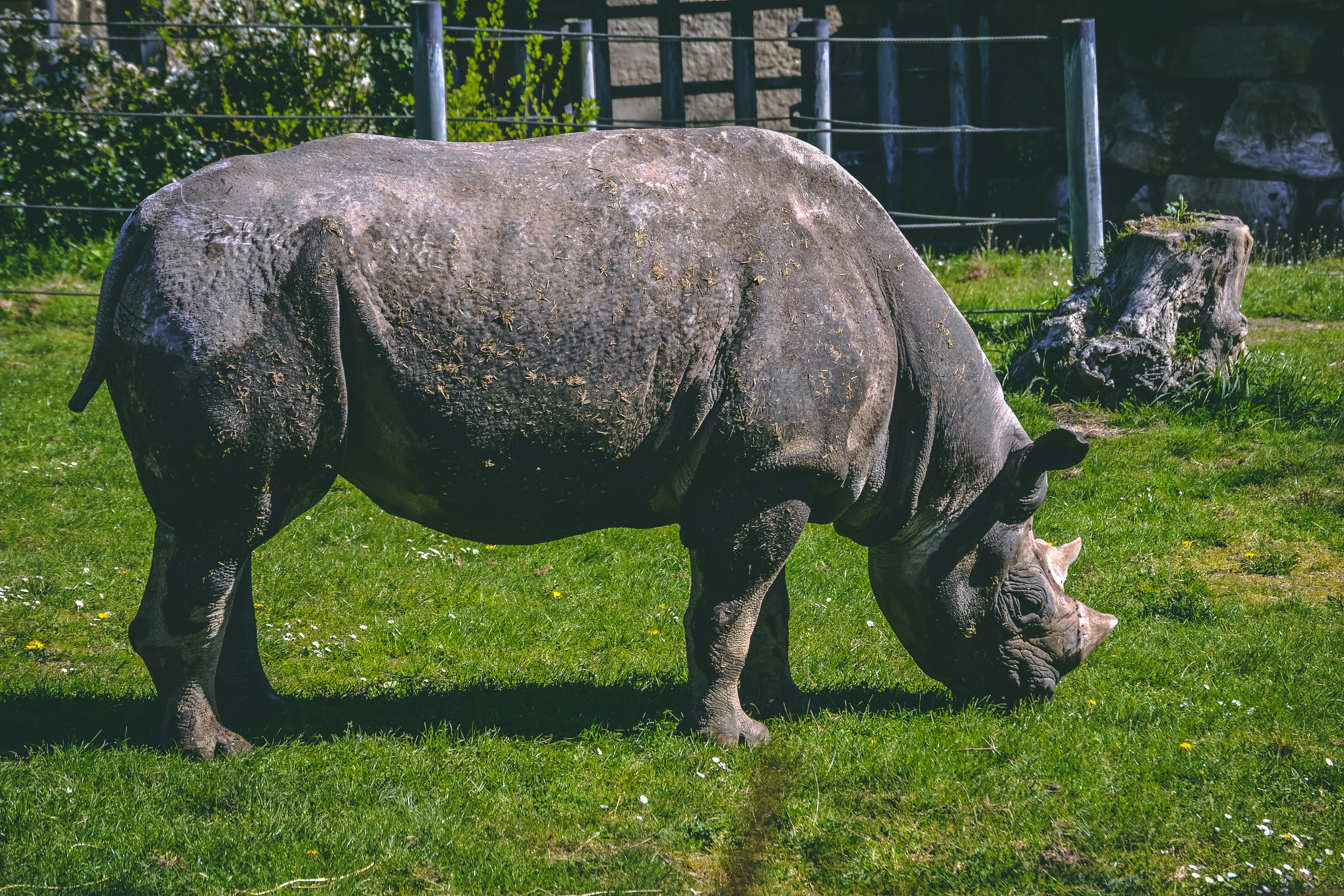 Mud-splashed Grazing Rhino in a Sunlit Paddock