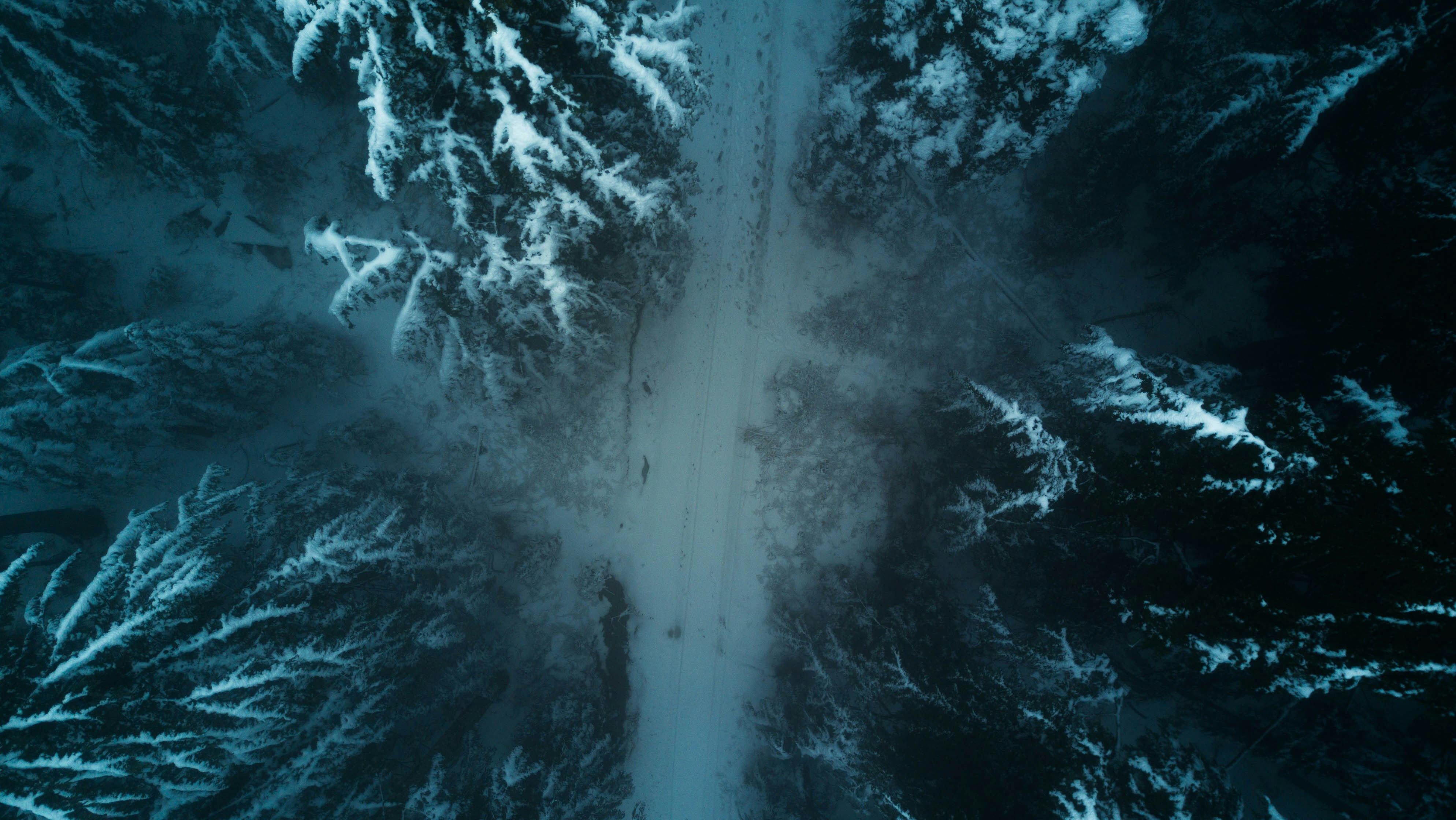 Bird's eye view photo of pathway between green leafed tress photo ...