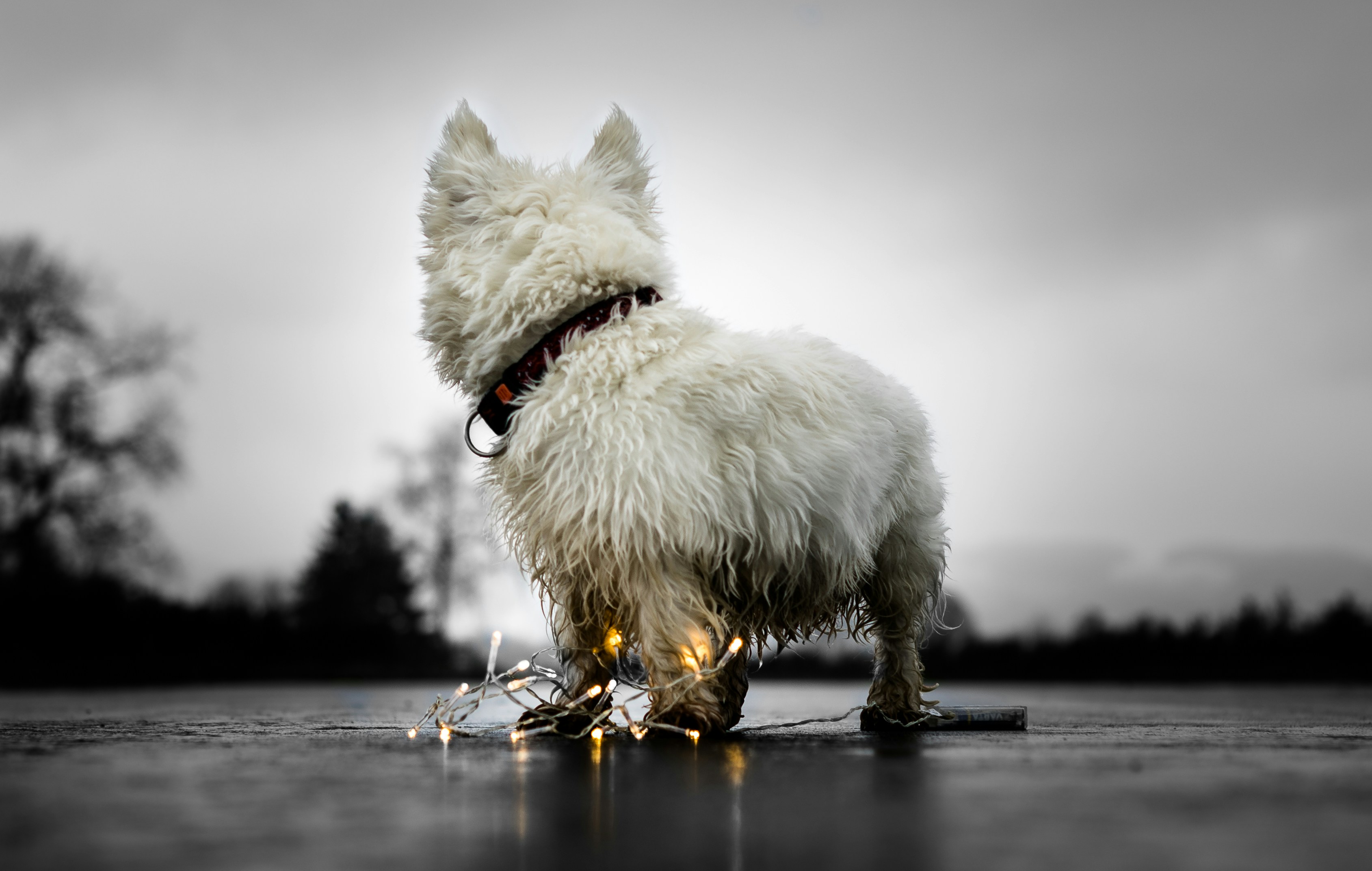 Small white dog standing on wet pavement with string lights wrapped around its legs, against a foggy backdrop.