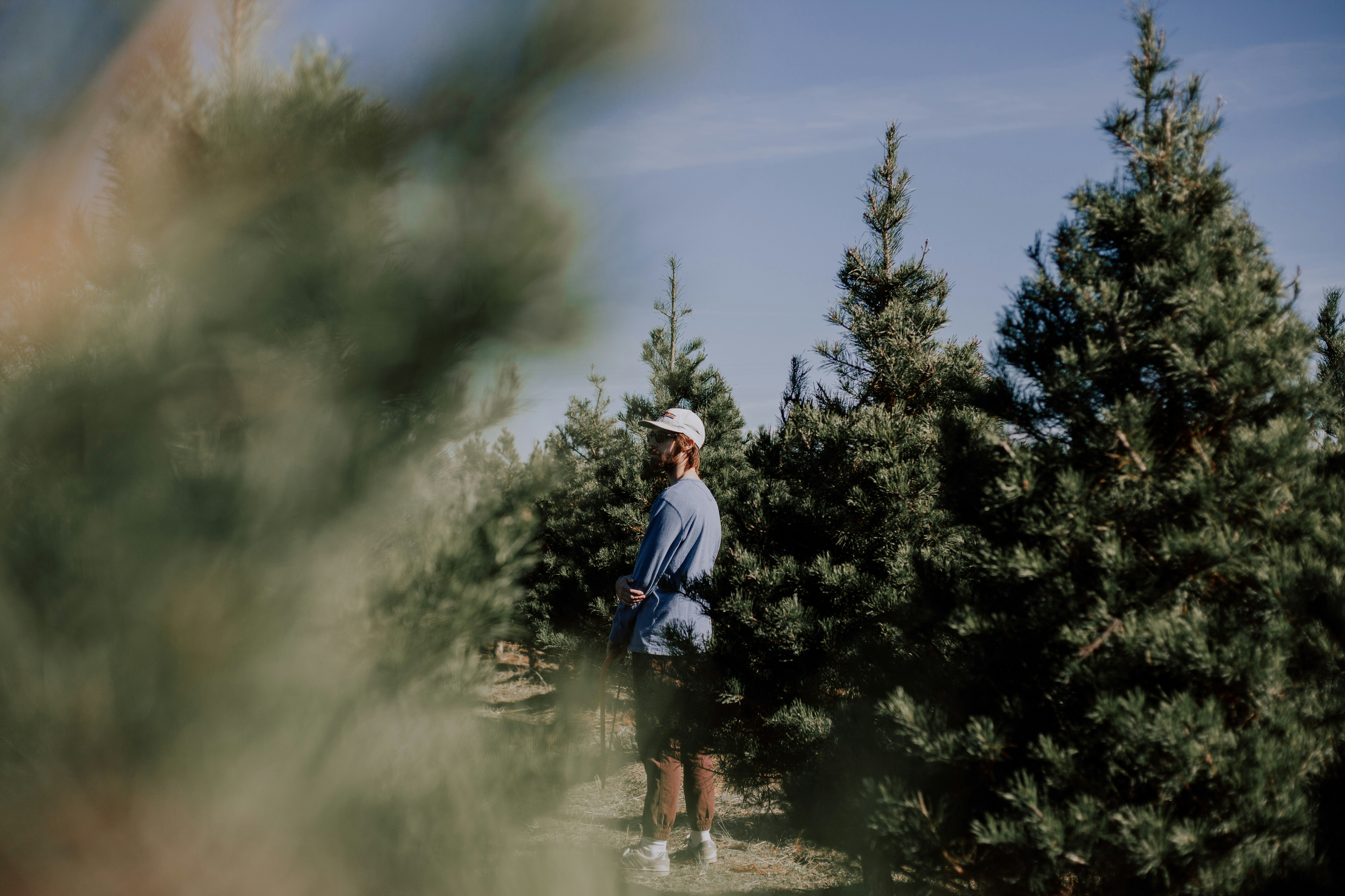 Person standing amidst rows of evergreen trees under a clear blue sky.