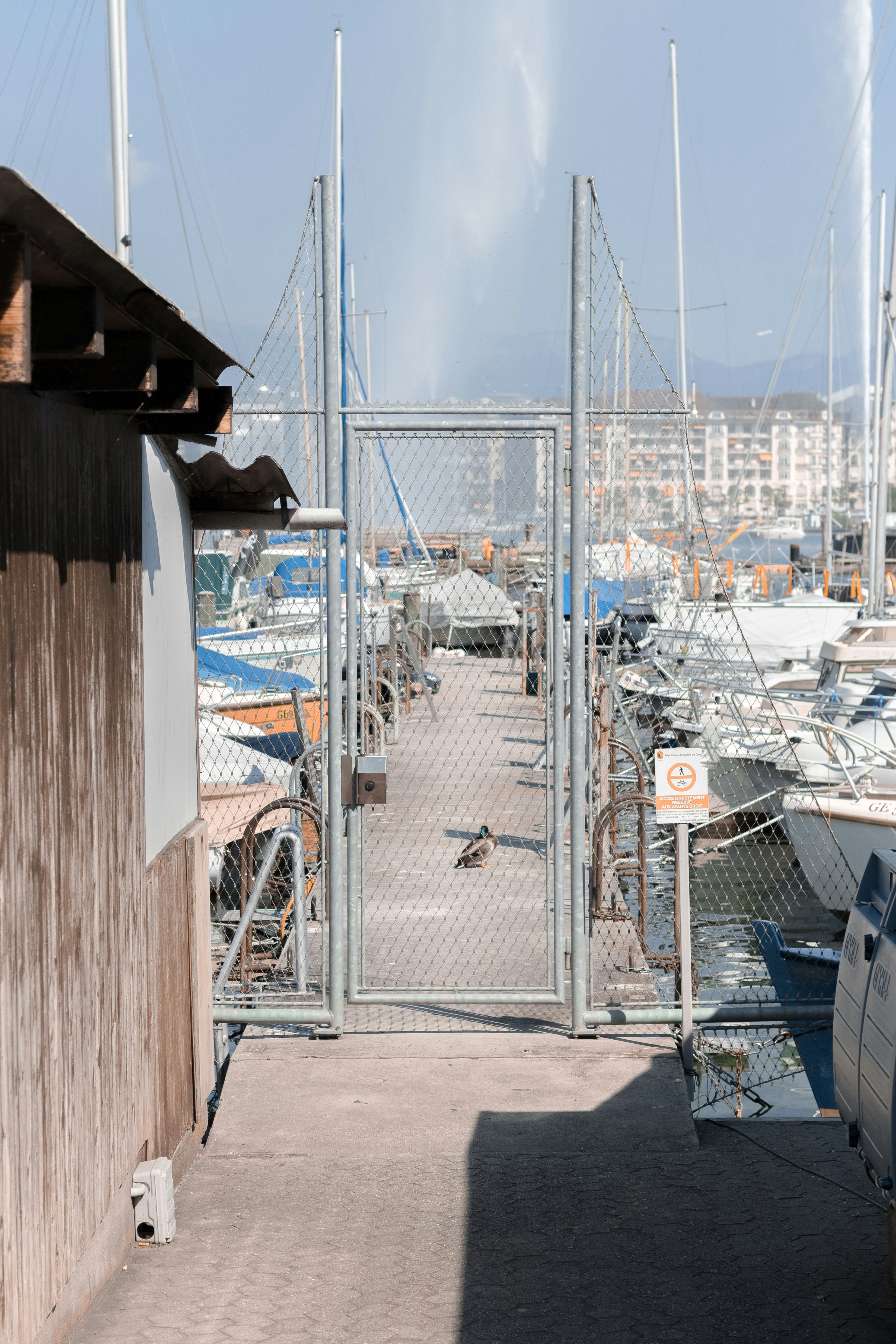Gray gate leading to a dock lined with boats under a clear sky.