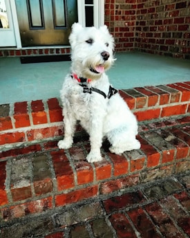 Blog: Simplifying Pet Travel Permits in the Bahamas with Island Pet ...