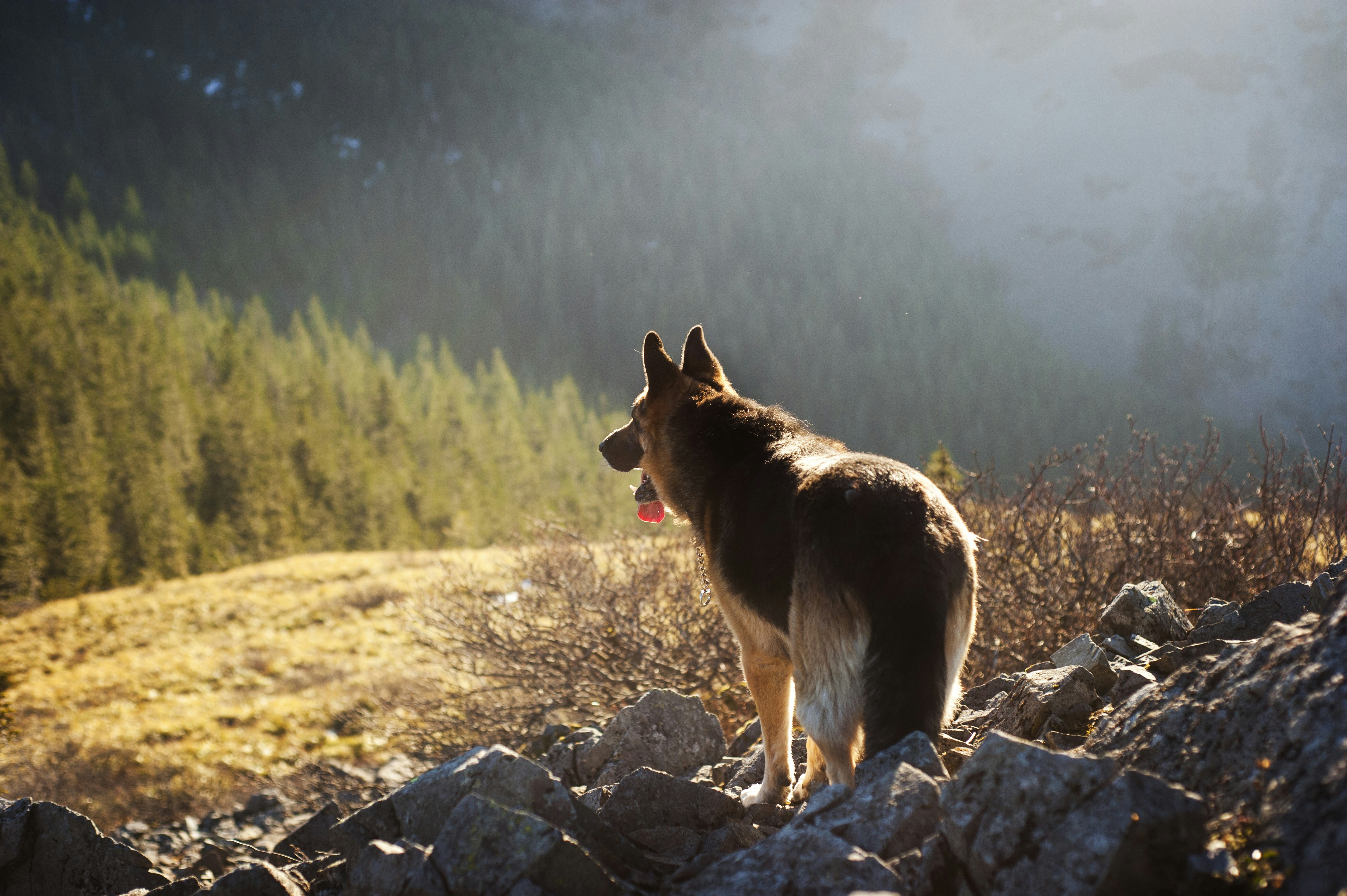 German Shepherd standing on rocky terrain, gazing into a lush valley framed by distant trees and misty mountains.