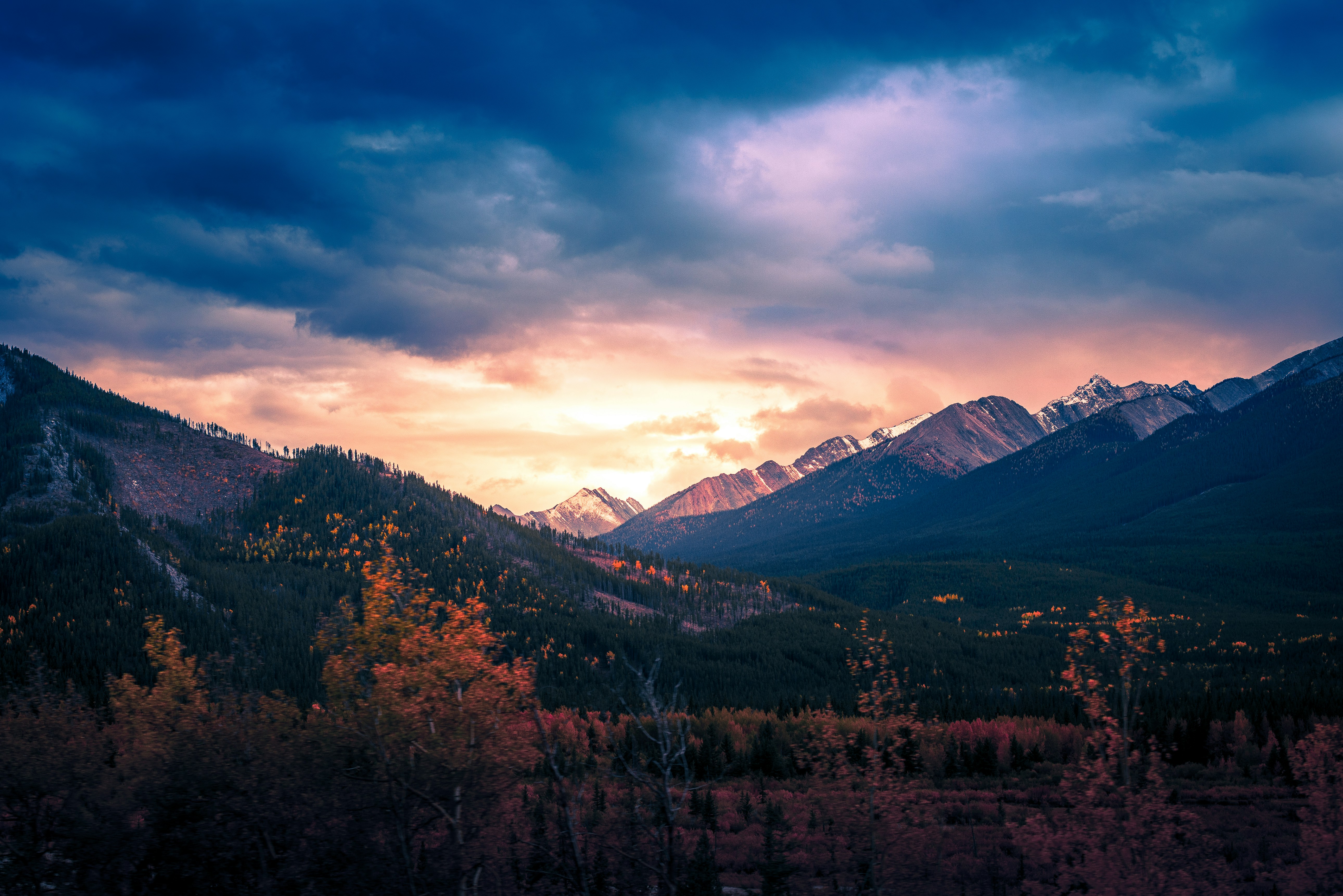 Photography of trees photo – Free Banff Image on Unsplash