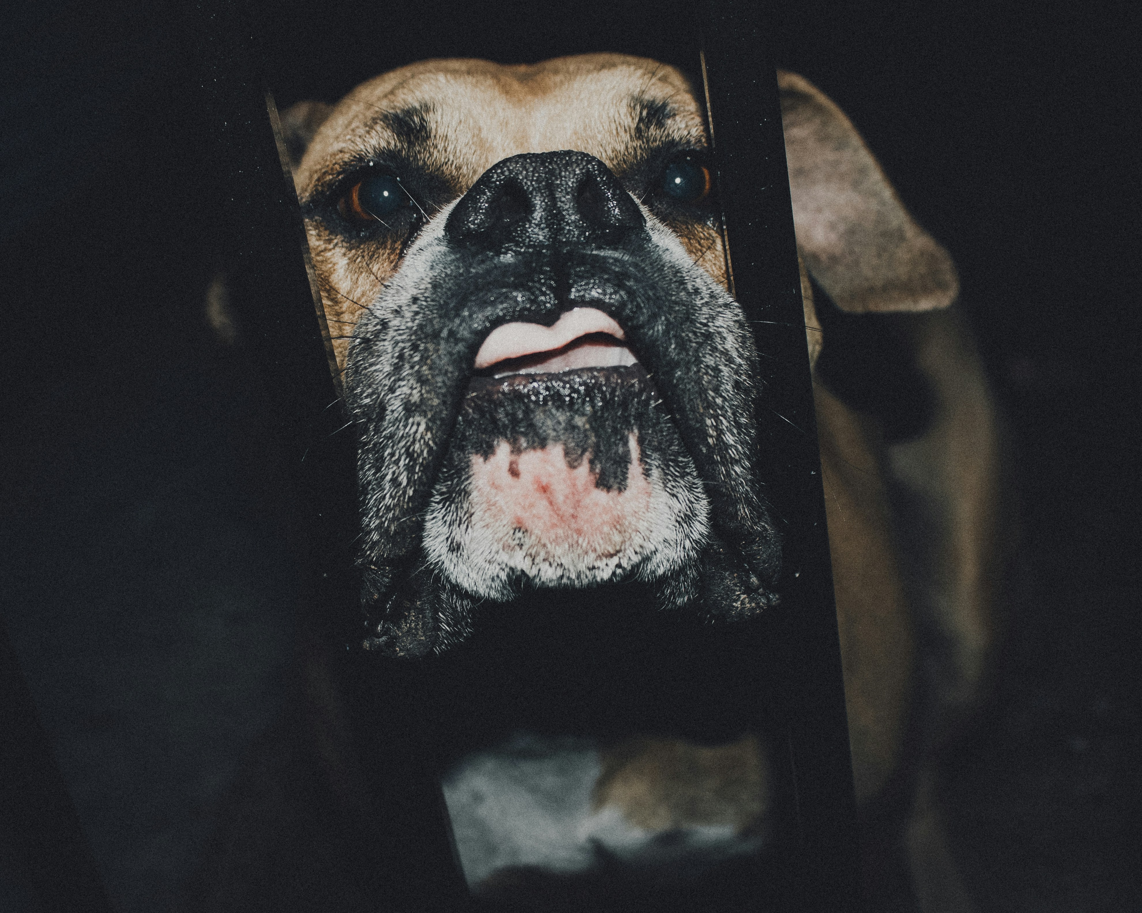 A close-up of a dog's face peering through bars, showcasing its expressive eyes and playful demeanor.