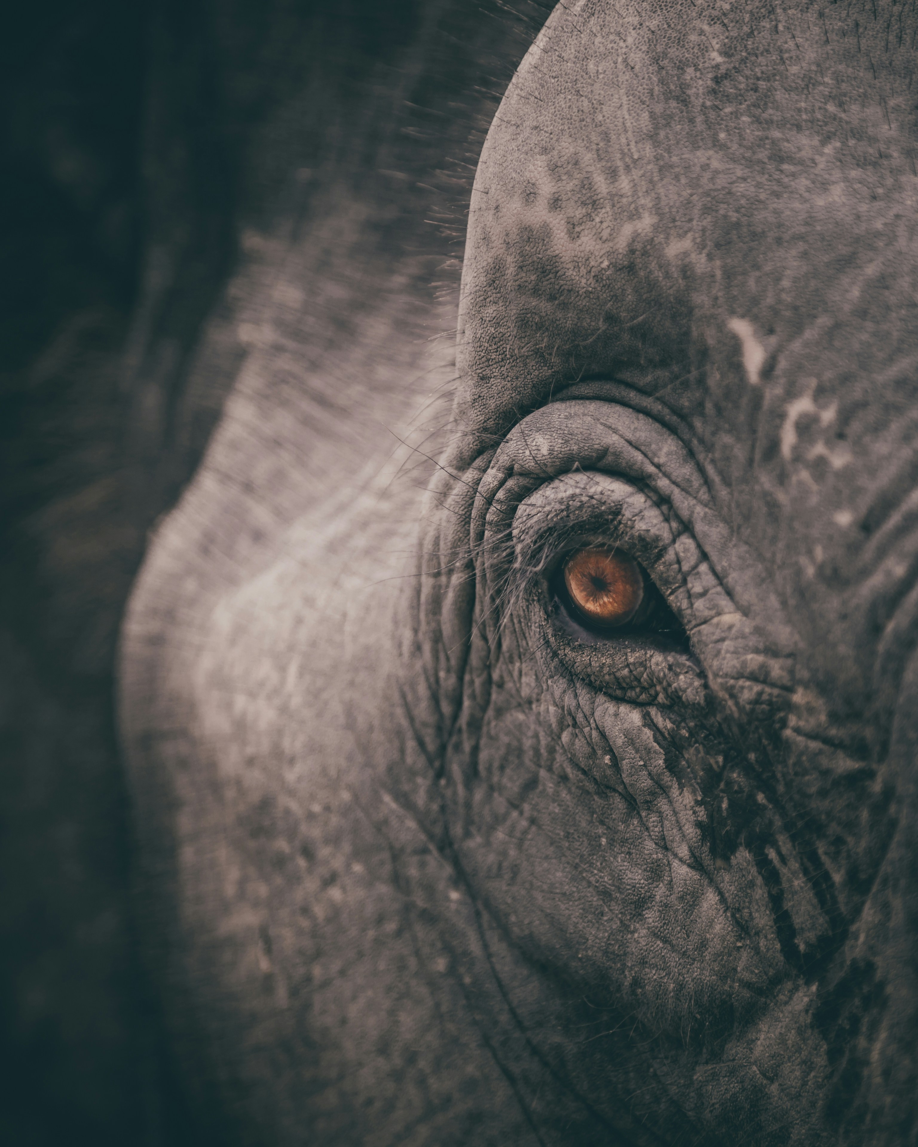 Close-up of an elephant's eye, revealing intricate textures and a deep, expressive gaze. The focus captures the essence of this majestic creature.