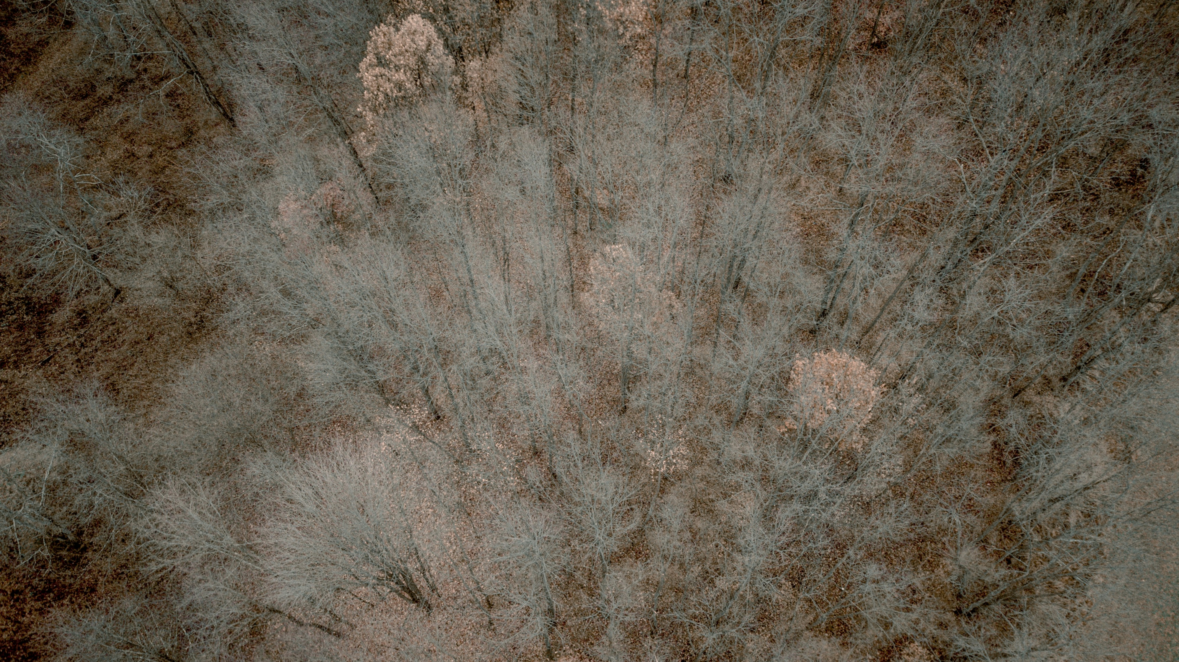 Aerial view of a forest canopy forming a circular ring around a pale center in muted autumn-winter tones. The scene highlights pattern and texture of bare branches.