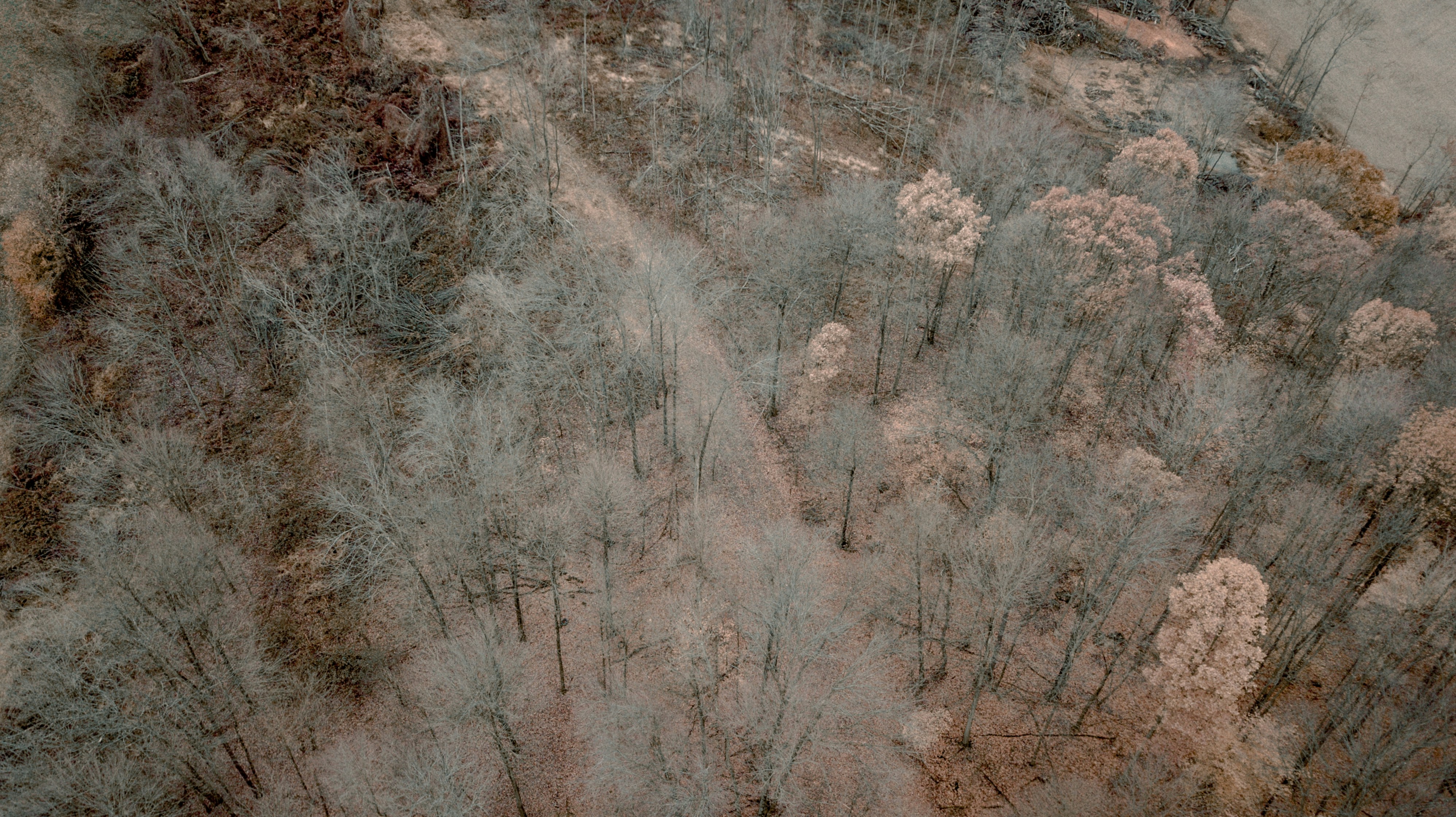 Aerial view of a winter landscape with trees exhibiting hues of frost and muted colors, revealing a winding path through the serene scenery.