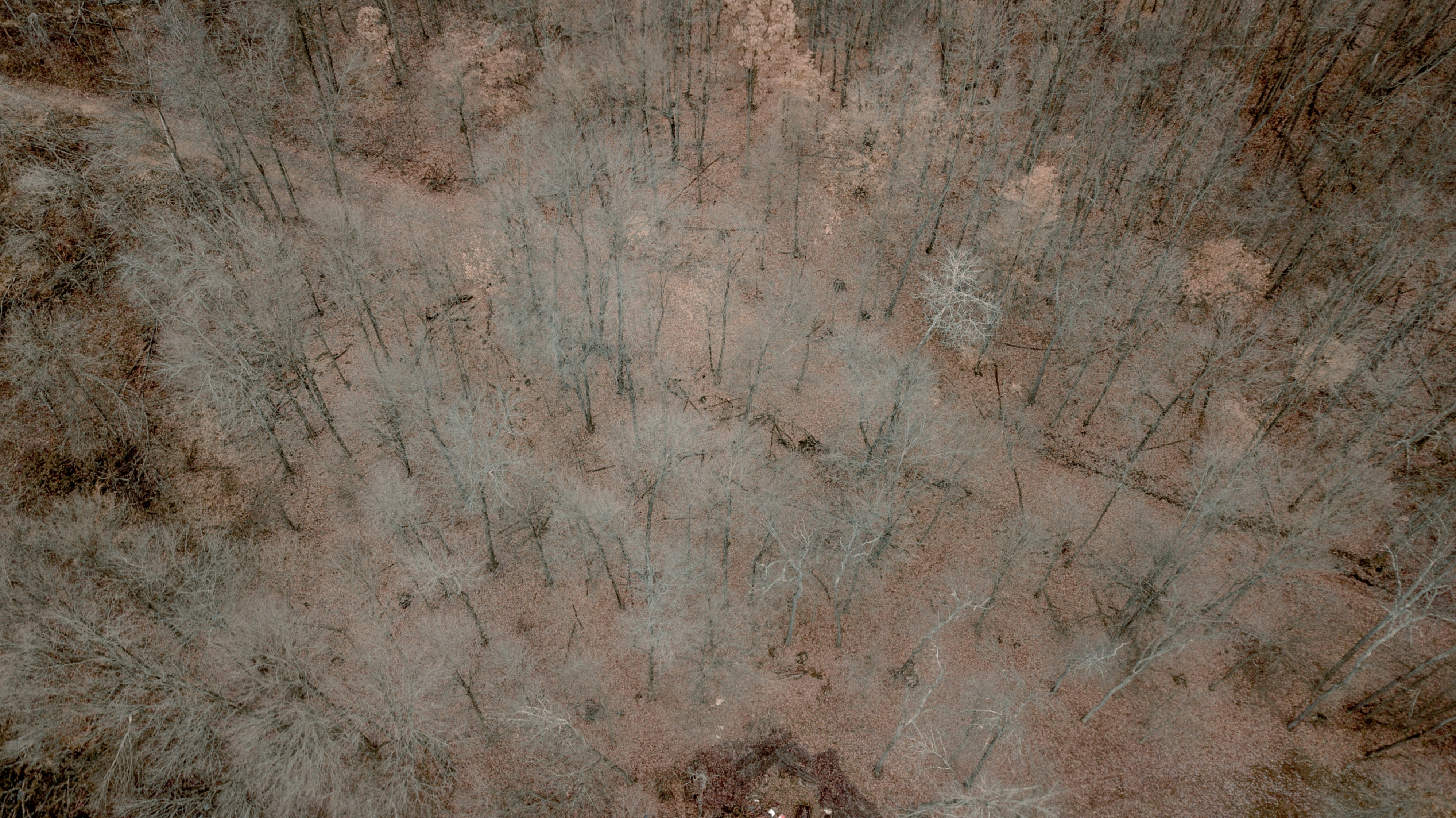 Concentric Pines: A Drone's Quiet Circle