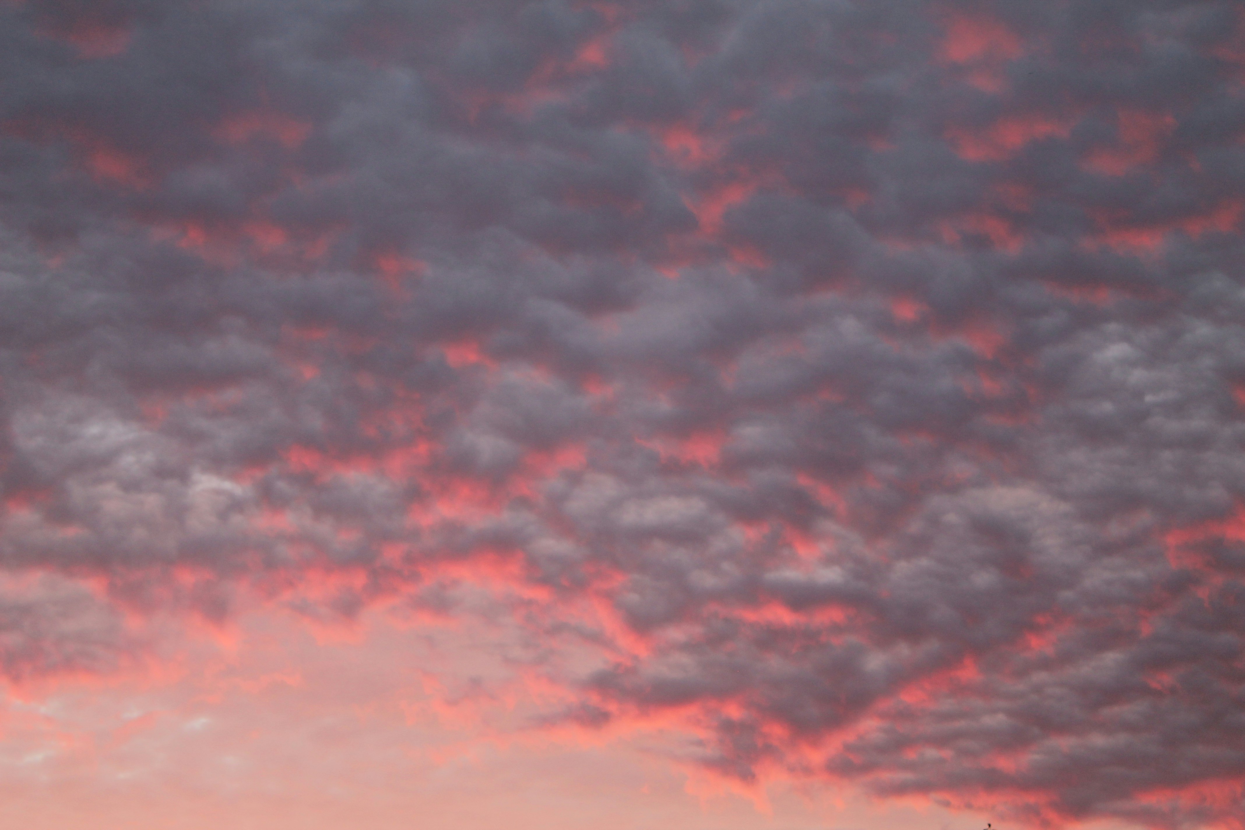 Gray clouds tinged with pink hues in the early morning sky.