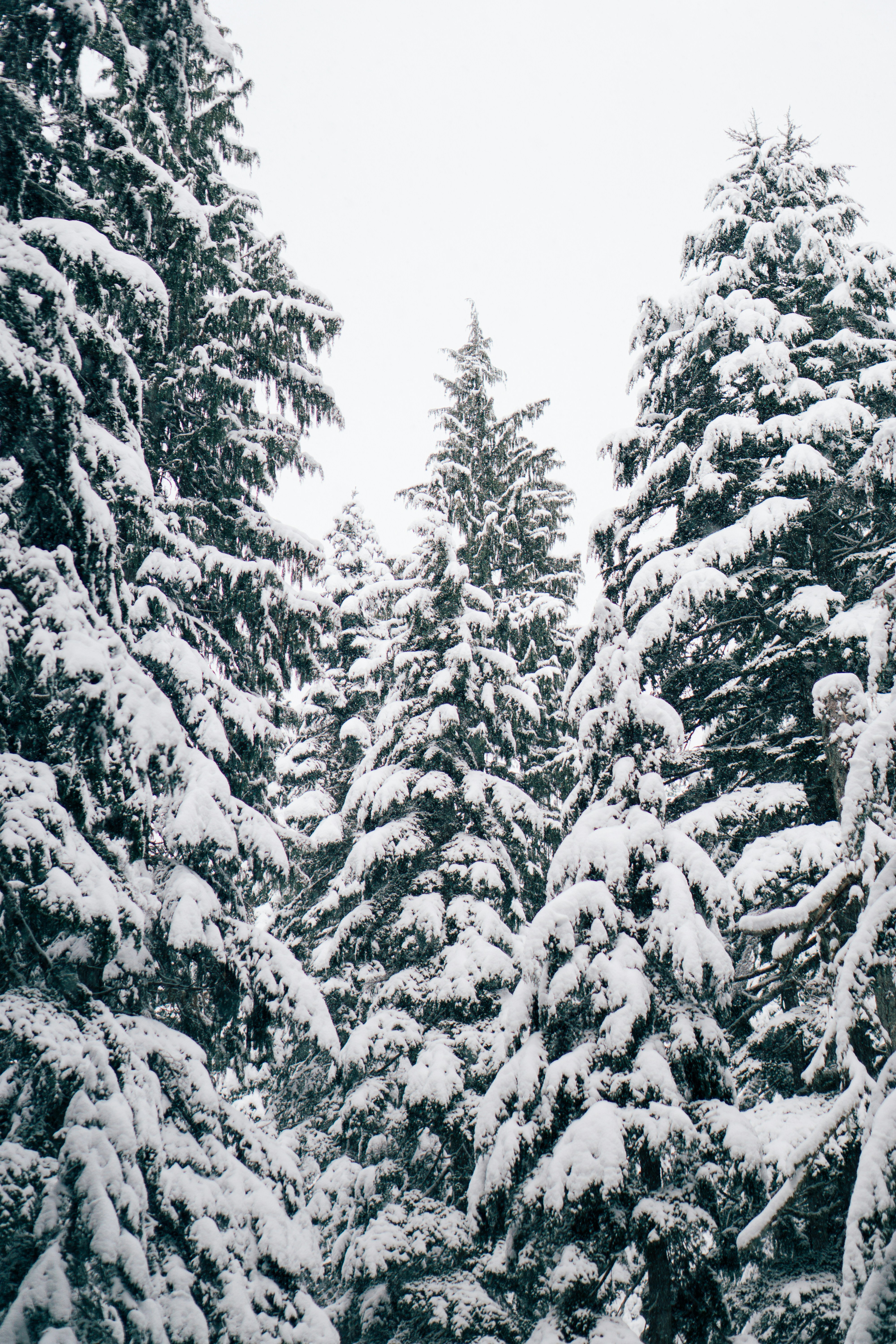 Snowy Pine Trees Background