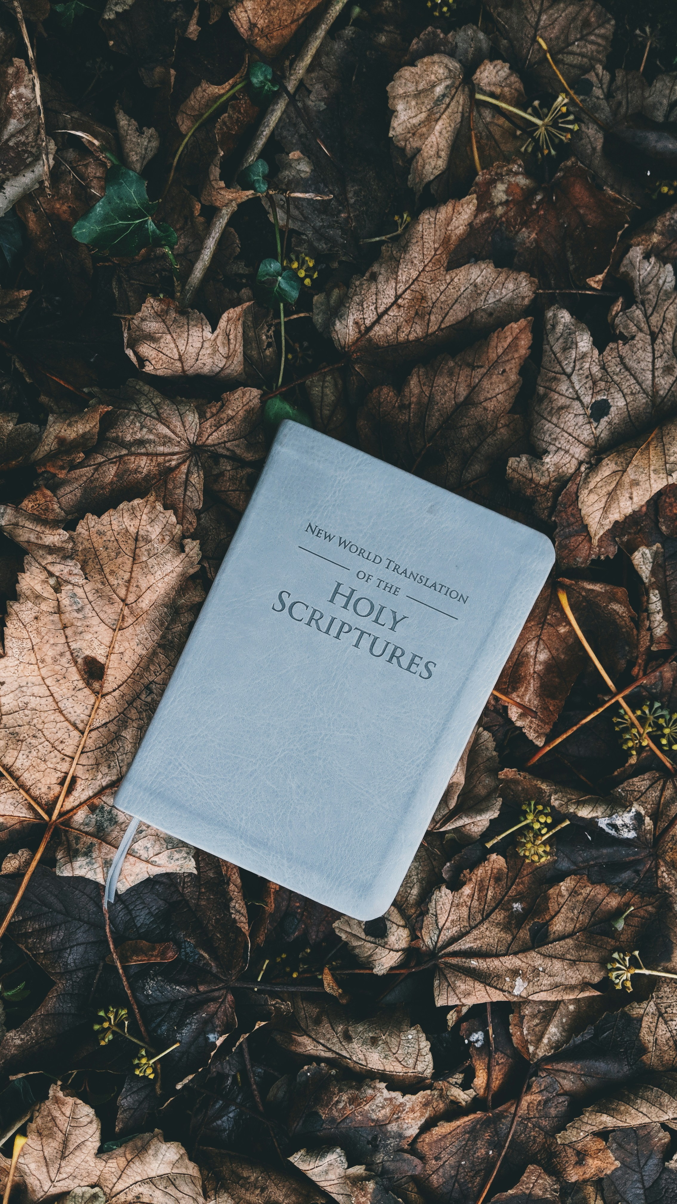 Holy Scriptures book photo – Free Grey Image on Unsplash