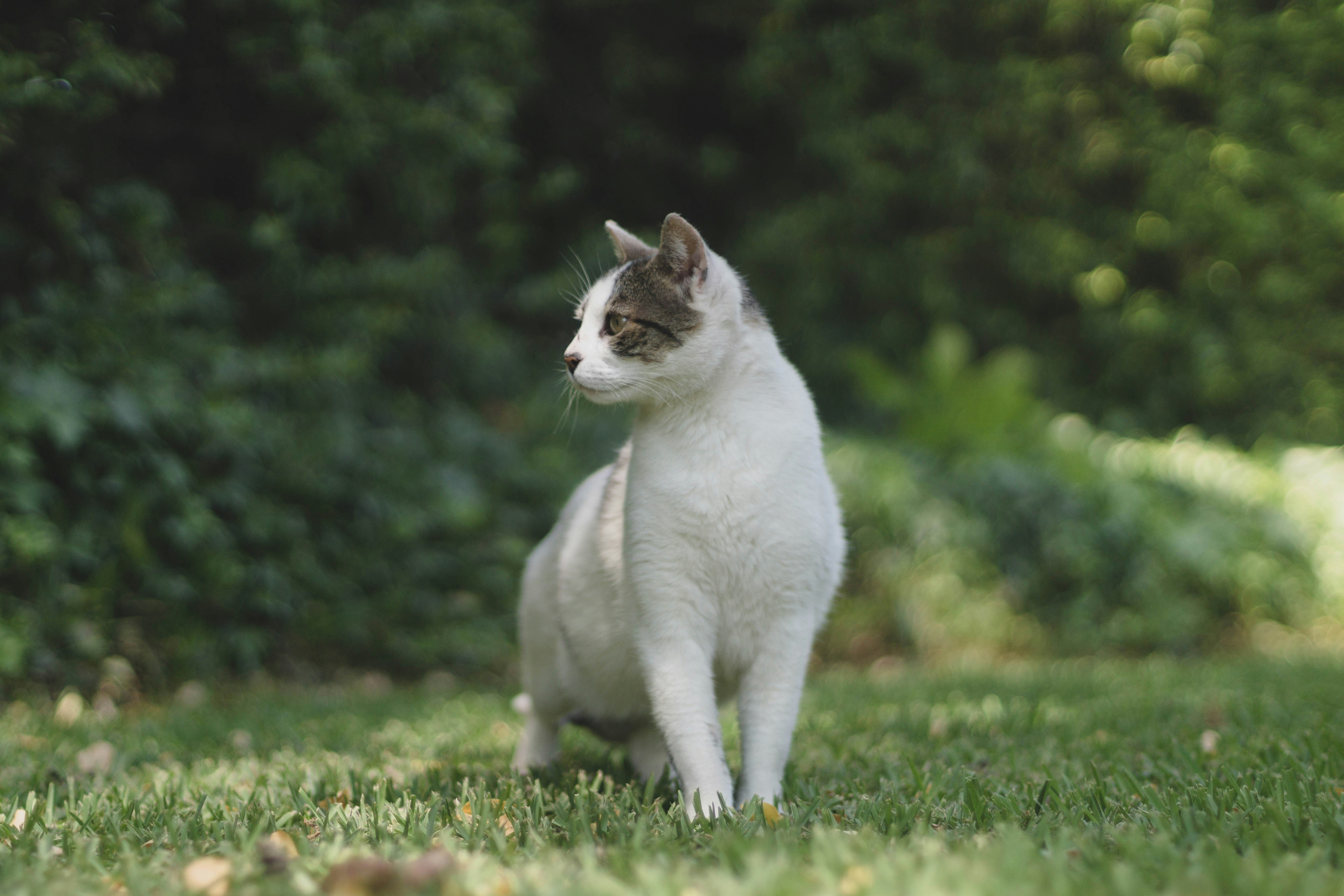 White cat on green grass field photo – Free Cat Image on Unsplash