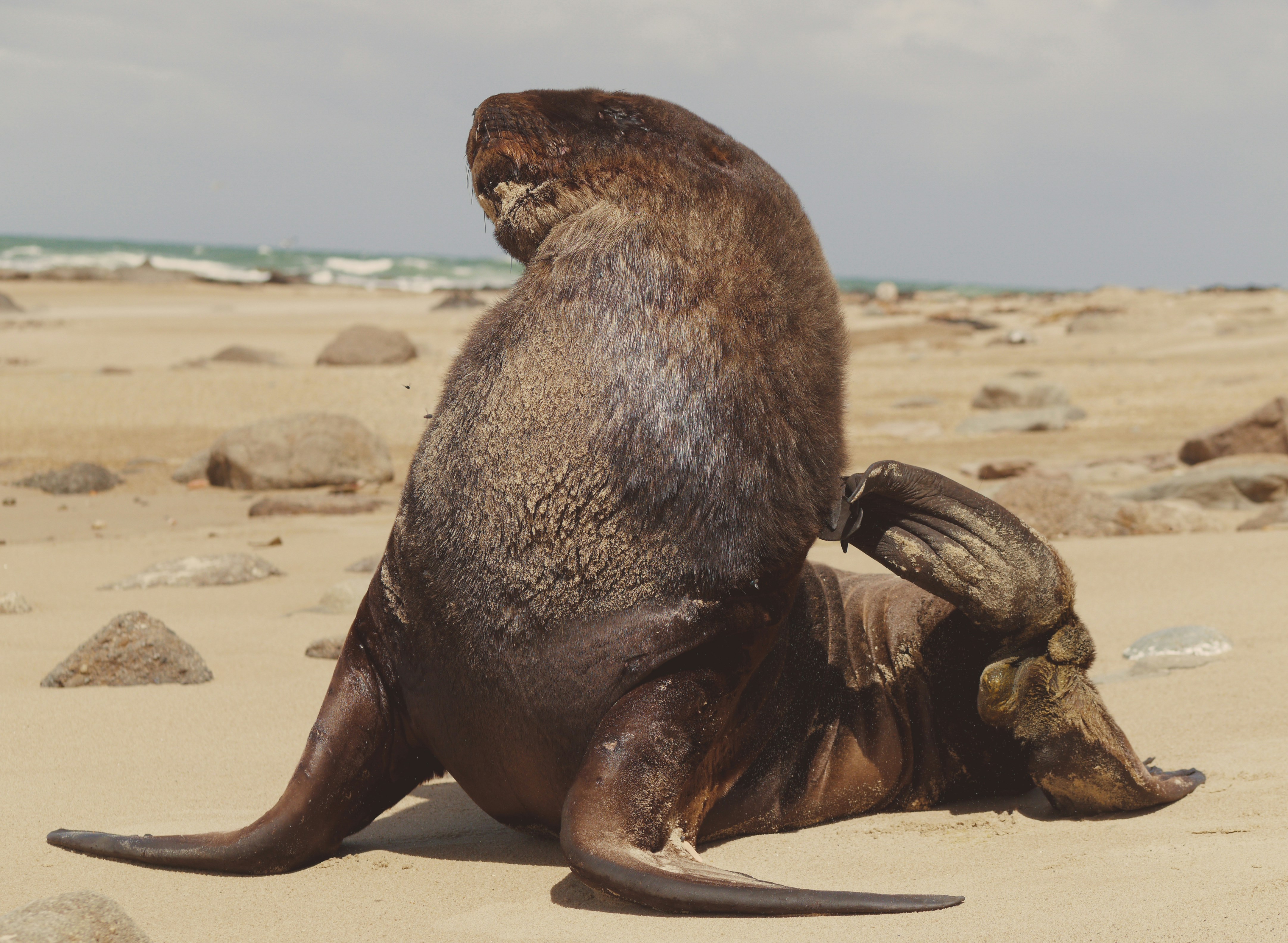Coastal Sentinel: a seal lounging on sunlit sands among scattered rocks