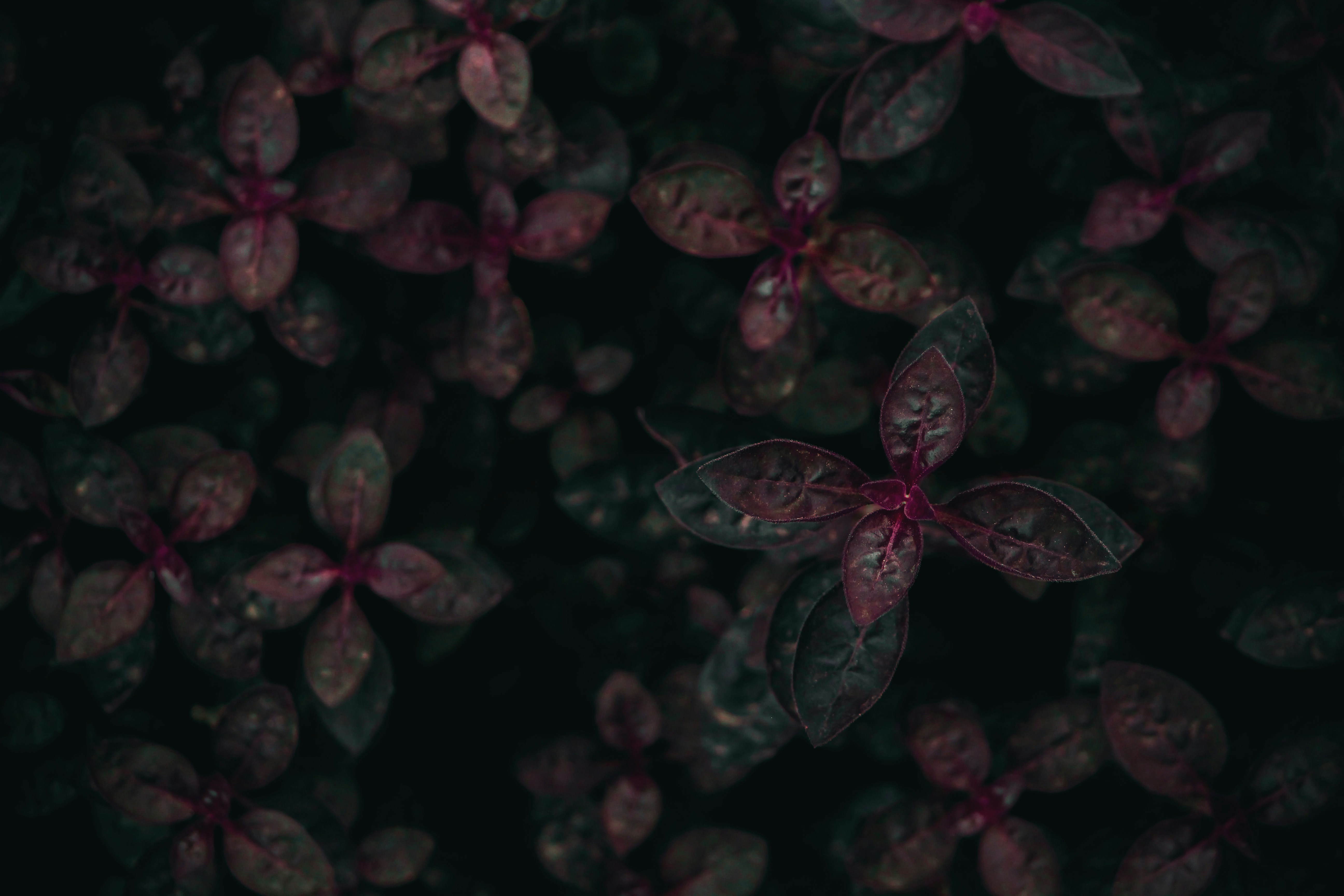 Tilt-shift image of purple and green leaves in dim lighting.