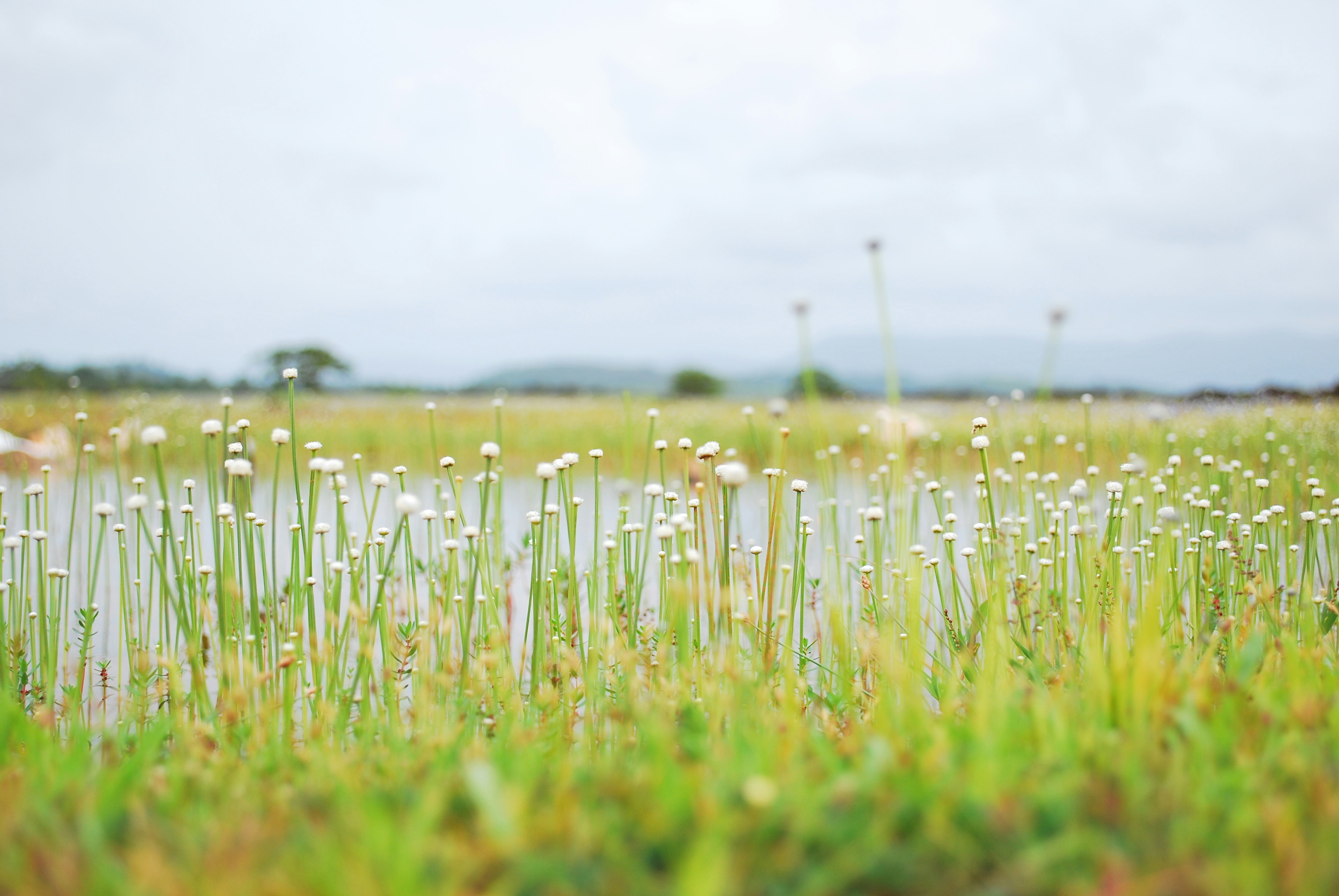 Delicate white flowers rise above lush green grass in a serene wetland landscape, under a cloudy sky.