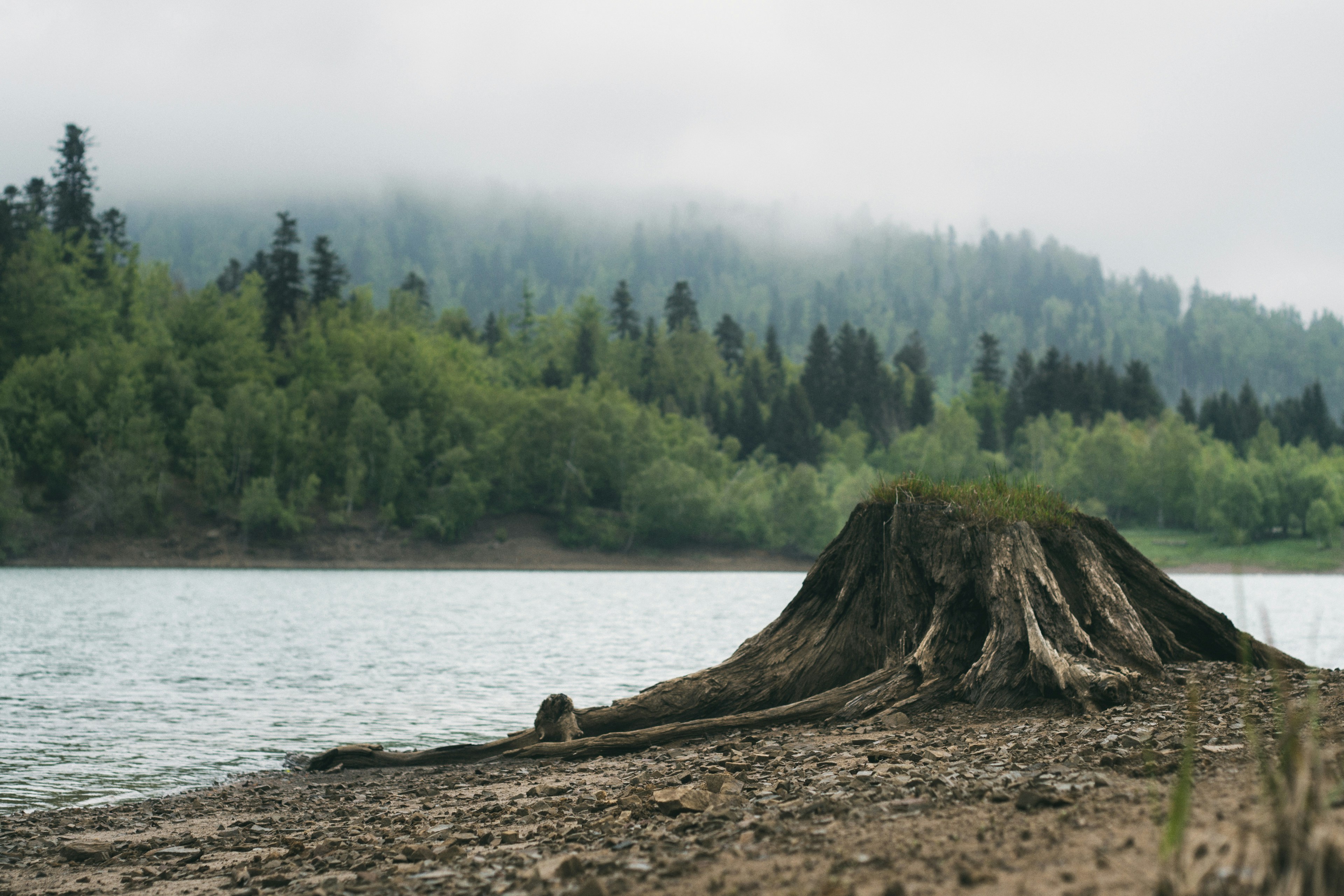 Tree stump on a lakeshore with mist-covered forest in the background.