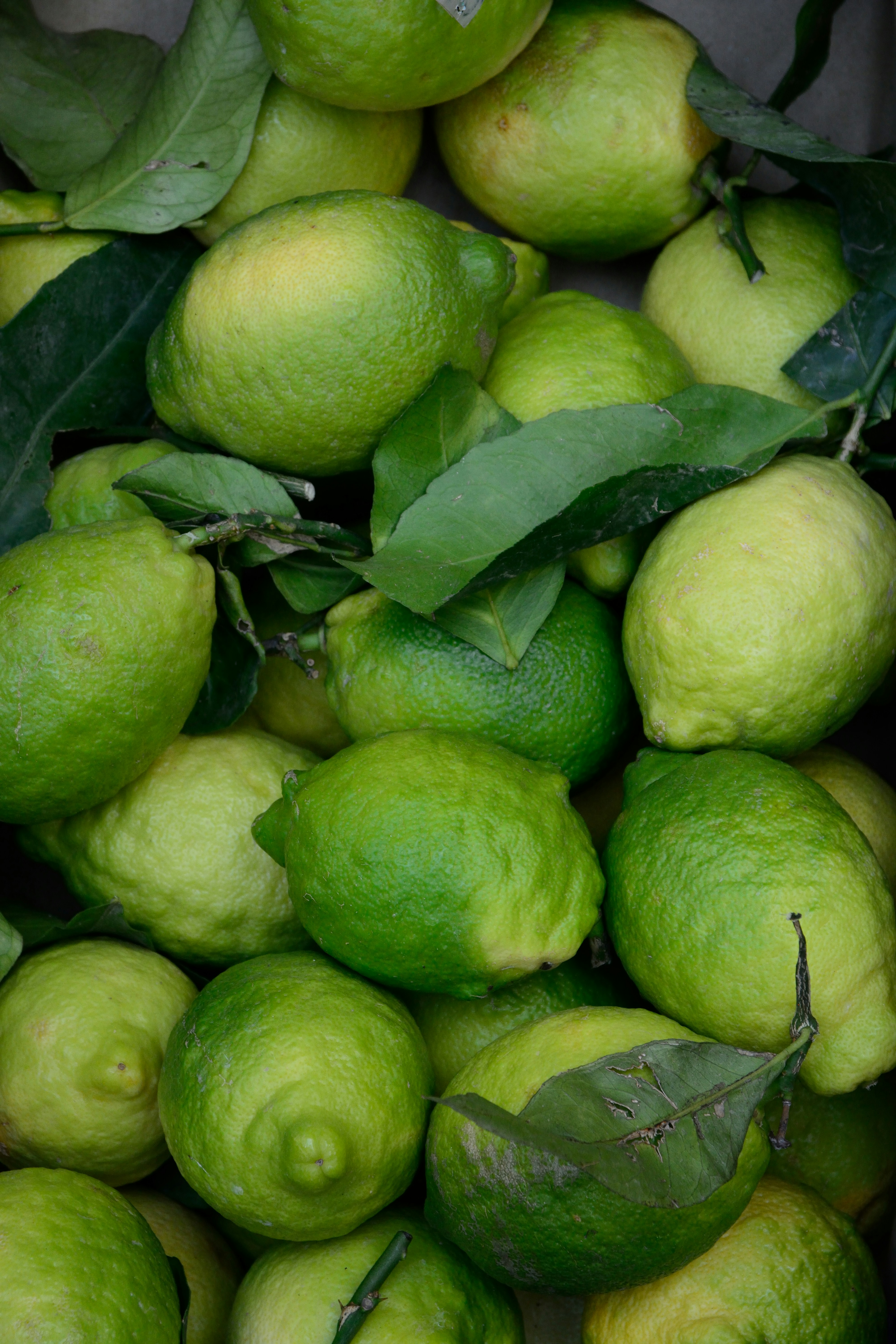 A vibrant collection of fresh green lemons nestled among lush leaves, showcasing the bounty of a fruitful harvest.