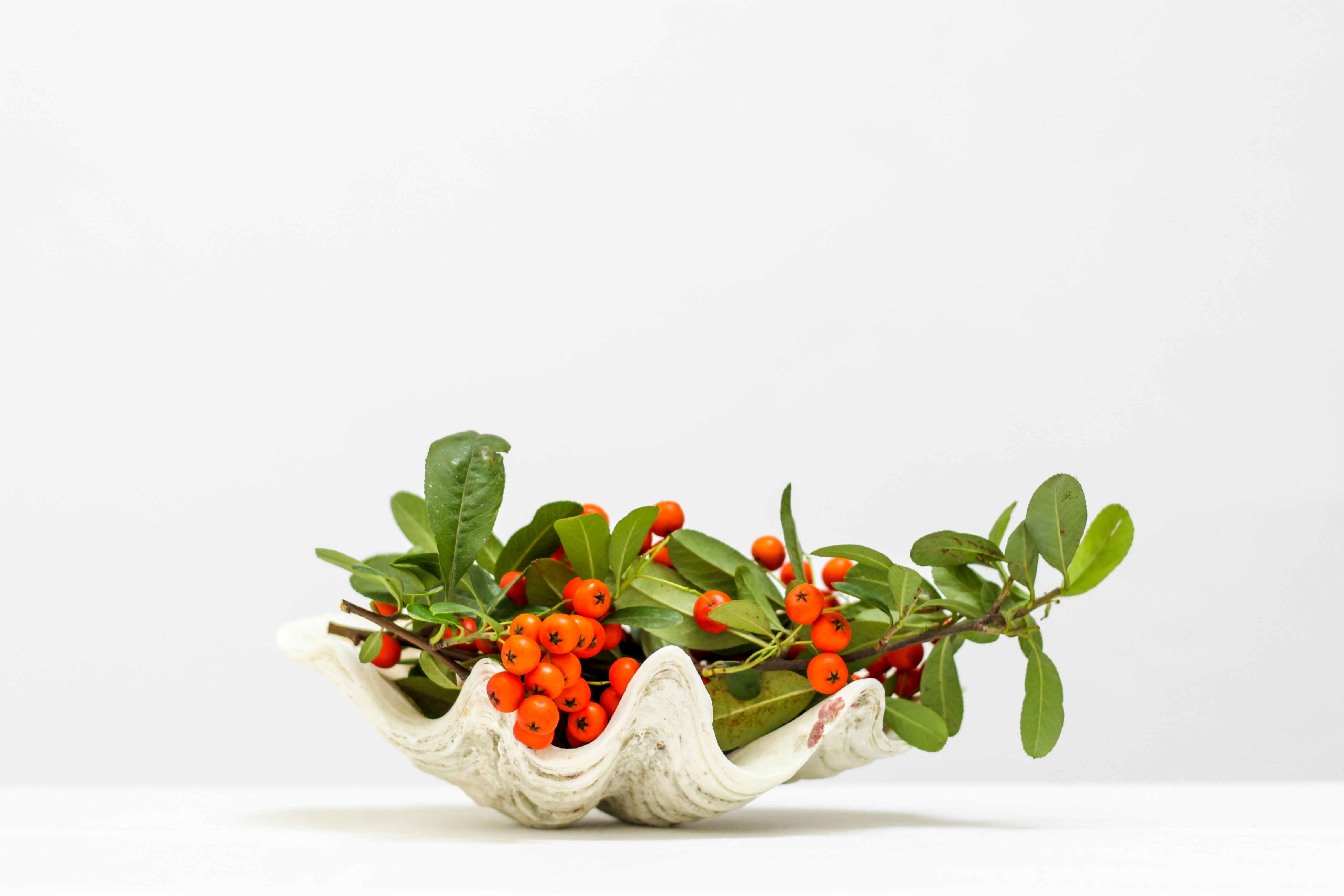 Grosellas con cáscara foto – Imagen de Navidad gratuita en Unsplash