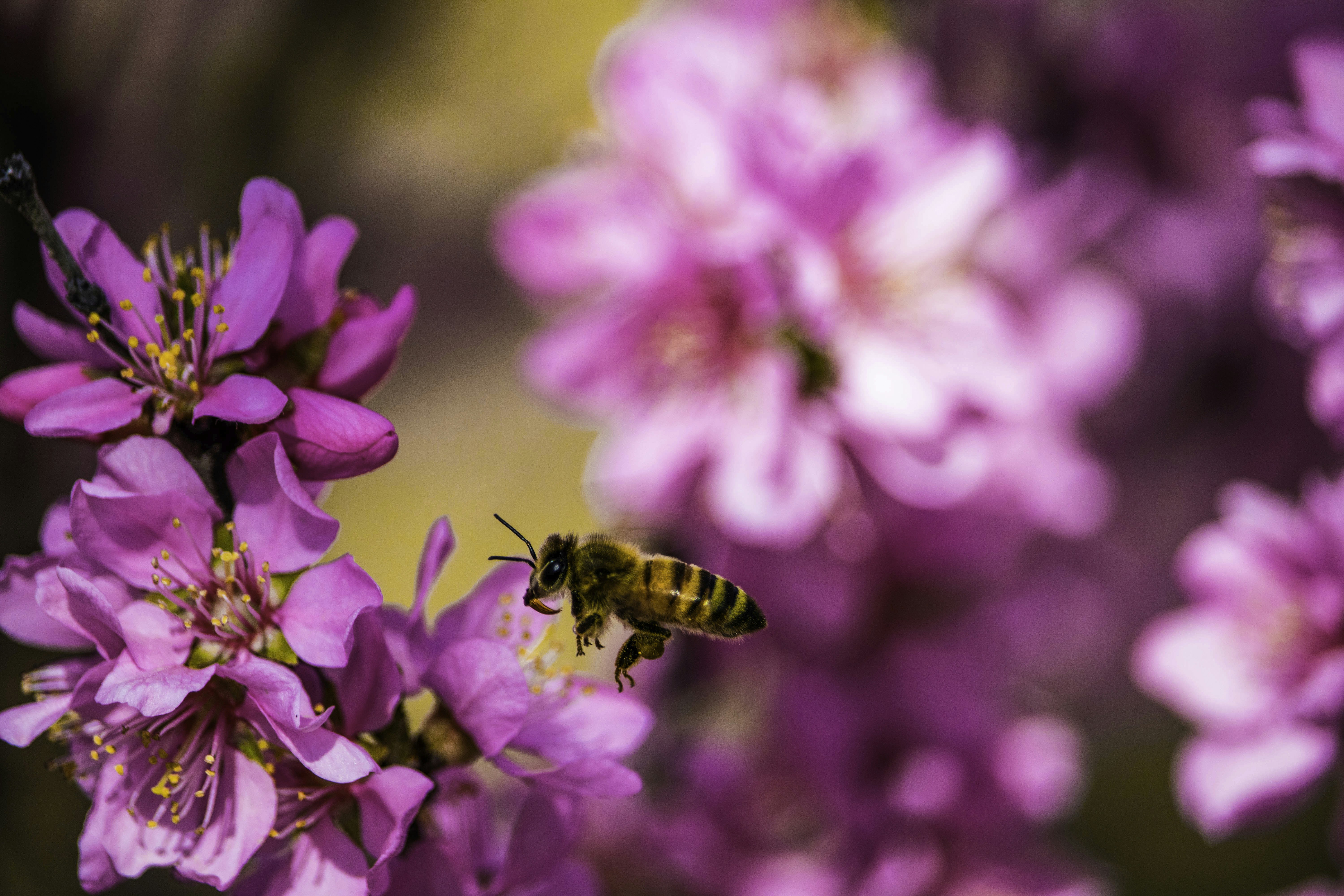 Mr. bee | selective focus photography of pink petaled flowers