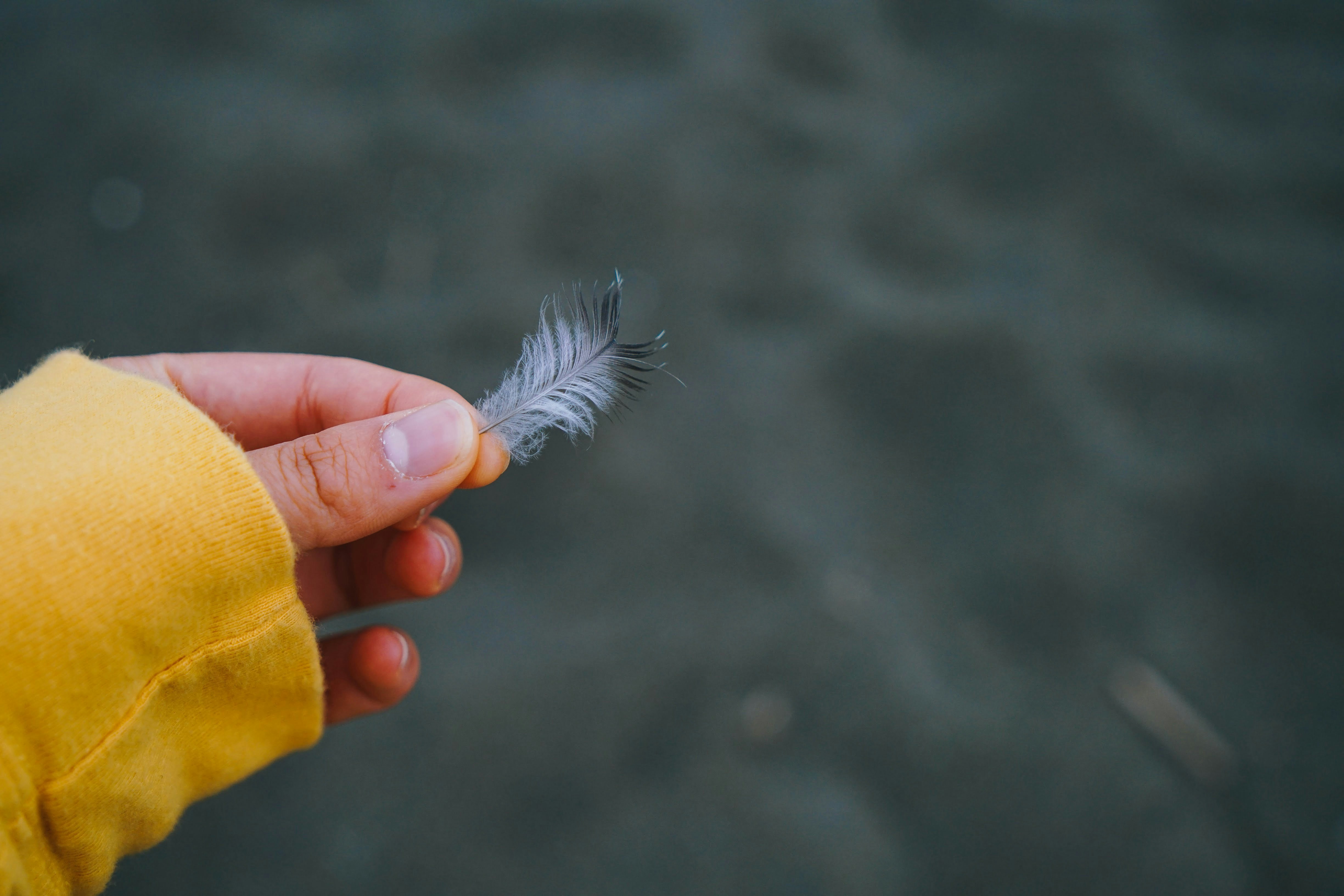 Feather in Focus: A Yellow-Sleeved Hand Presents a Delicate Feather Over Quiet Water