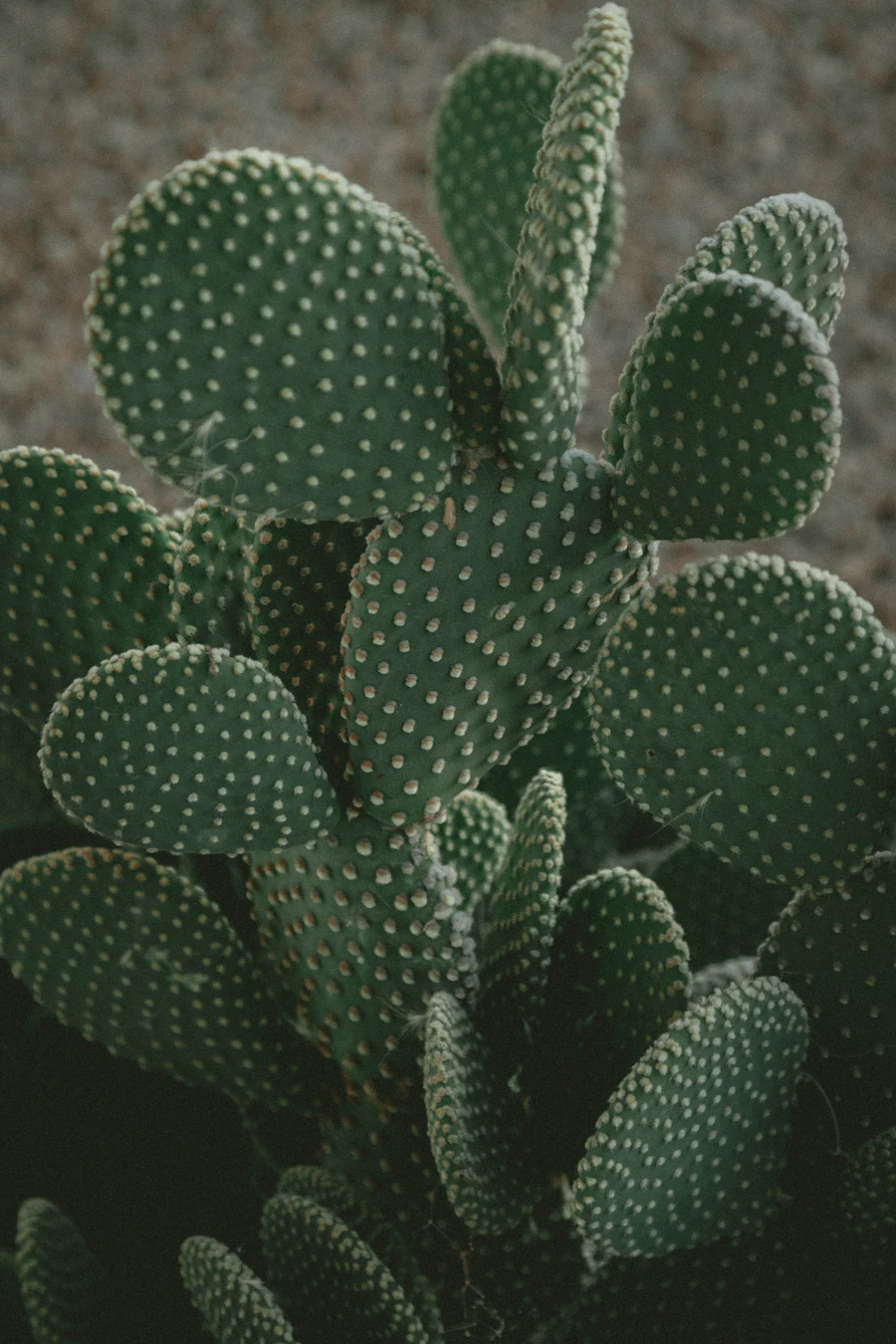A close view of a prickly pear cactus with overlapping green pads dotted in white against a soft, blurred background.